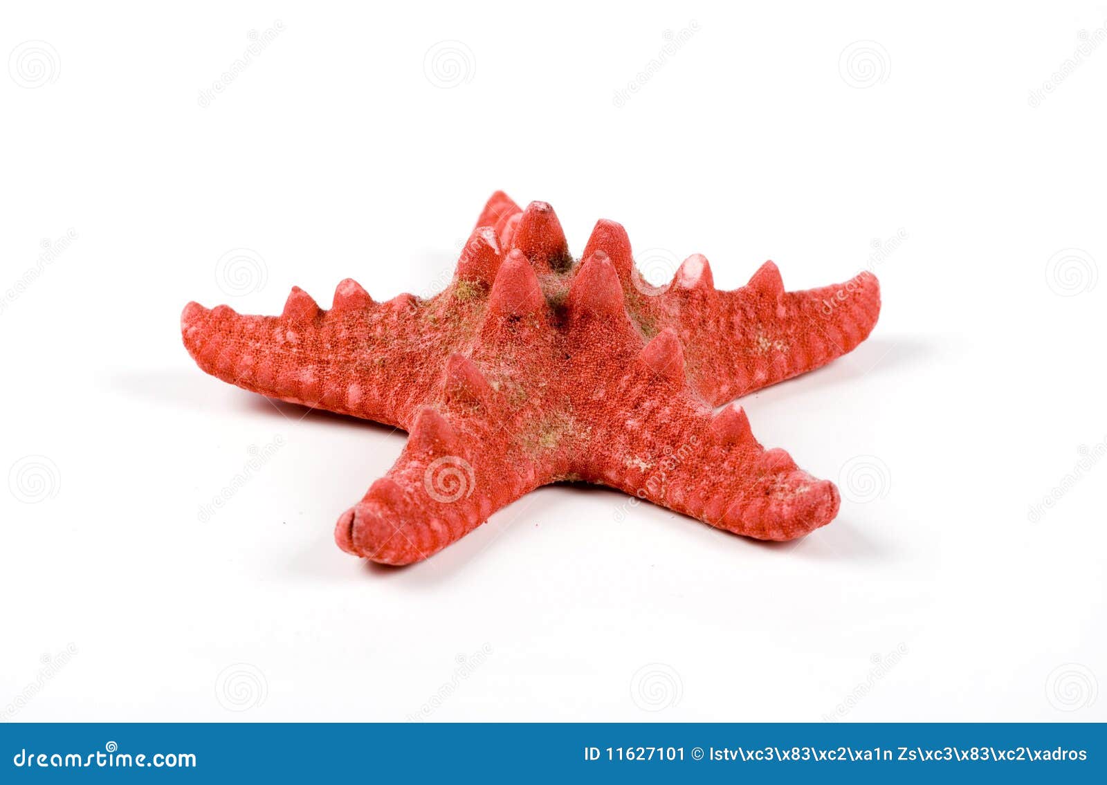 Seastar stock image. Image of starfish, tropical, seashell - 11627101