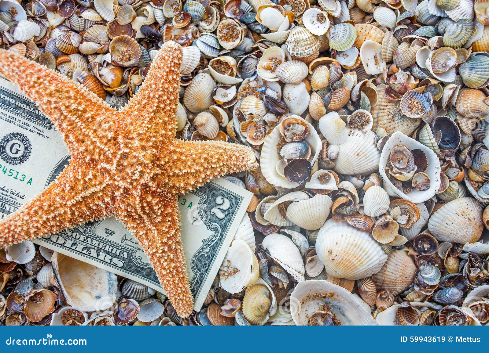 Seastar and Dollar Note on Sea Coast Stock Image - Image of marine ...