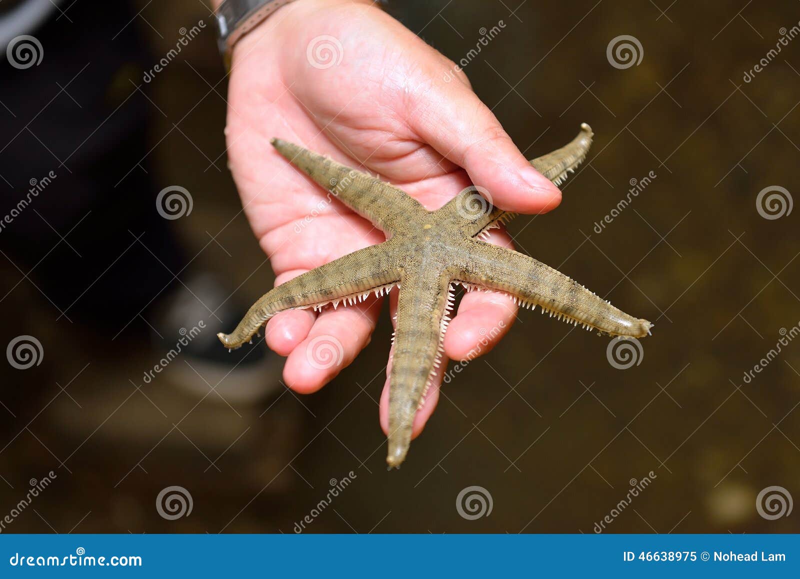 Seastar stock image. Image of symmetry, shell, seastar - 46638975
