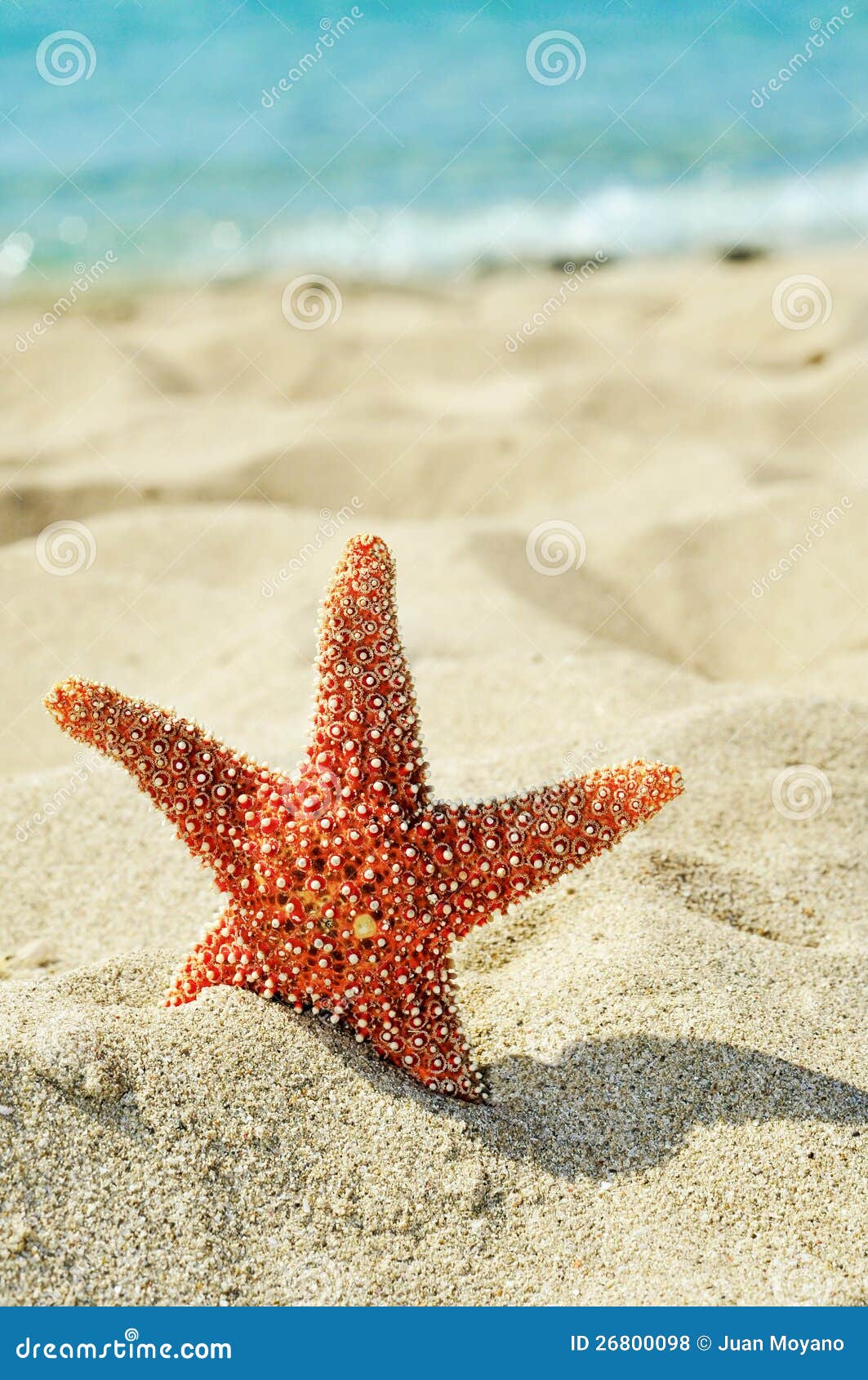 Seastar on the Sand of a Beach Stock Photo - Image of beach, orange ...