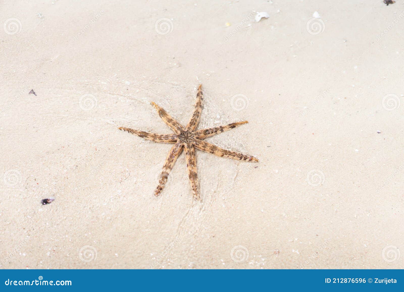 Seastar Sea Star on Beach Sand Stock Photo - Image of fish, resort ...