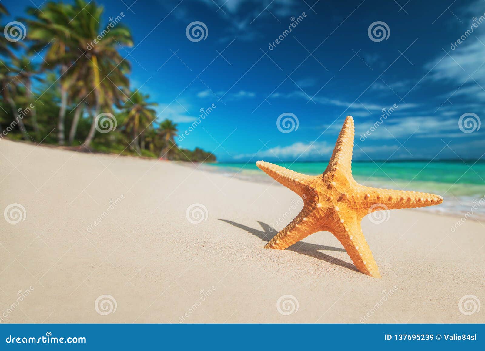 Seastar or Sea Starfish Standing on the Beach Stock Image - Image of ...
