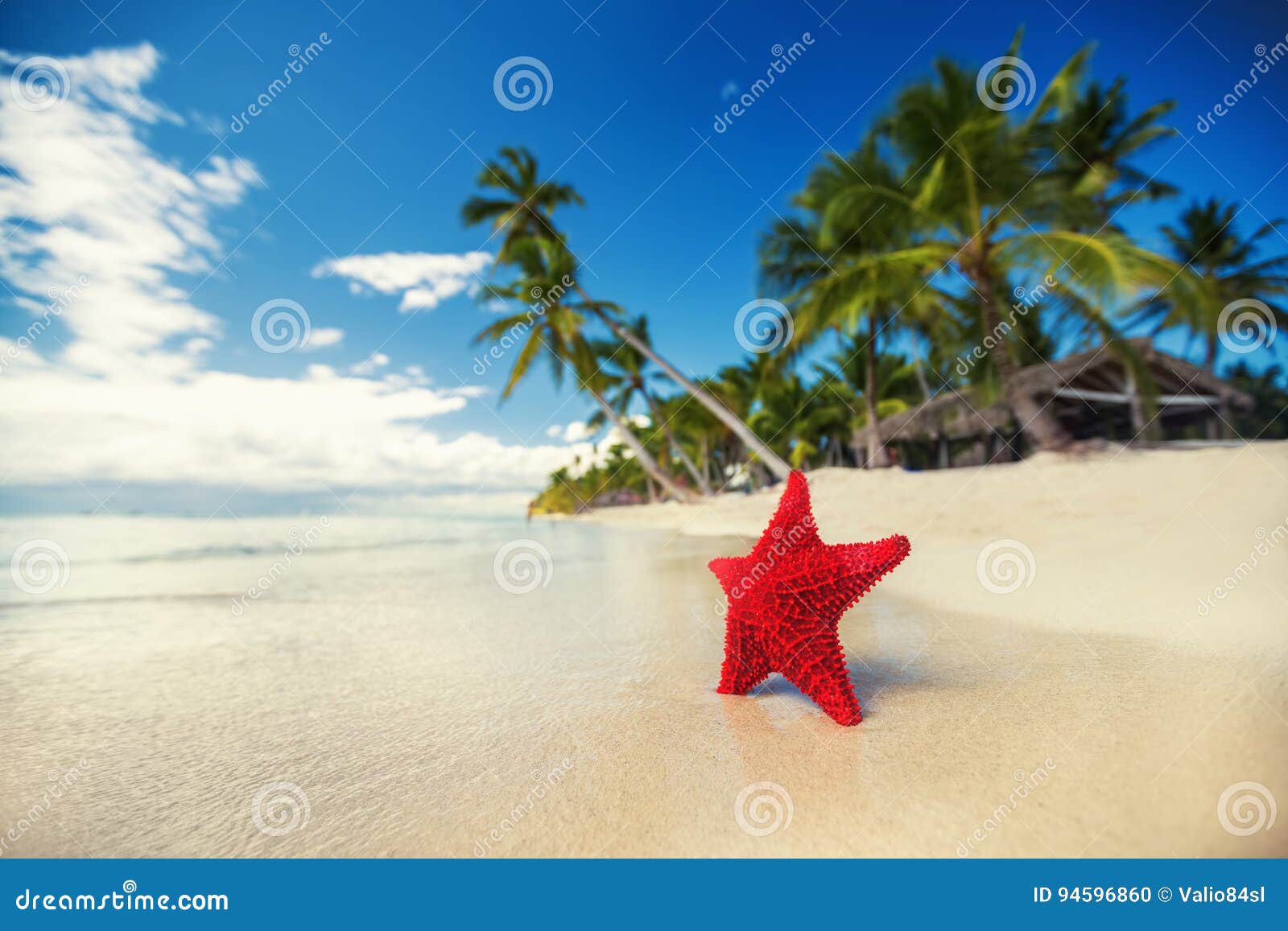 Seastar or Sea Starfish Standing on the Island Stock Photo - Image of ...