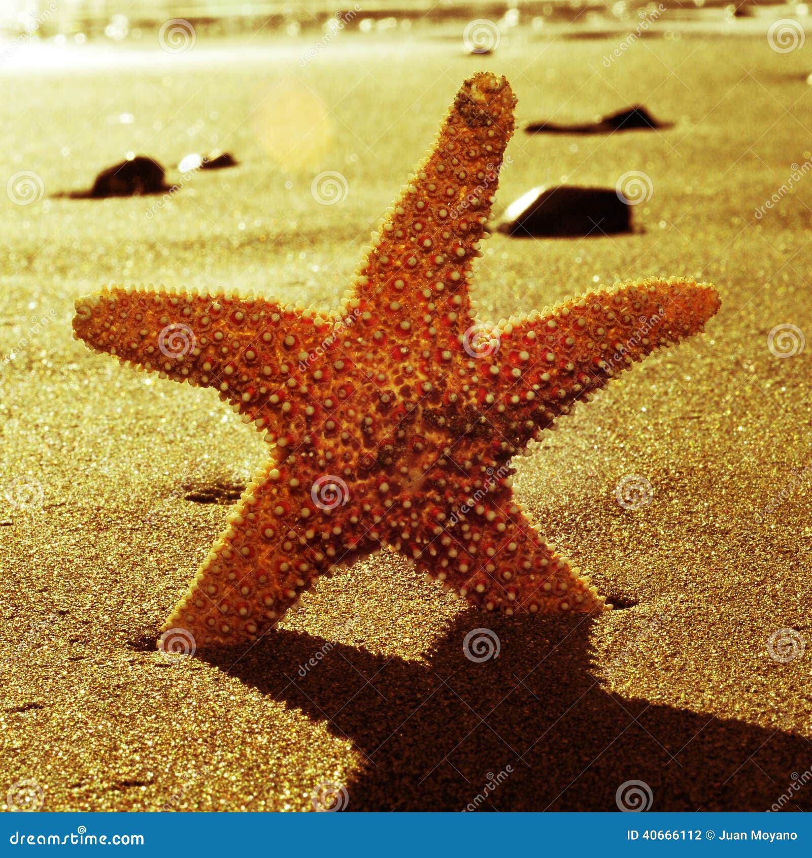 Seastar in the Seashore with a Retro Effect Stock Photo - Image of ...