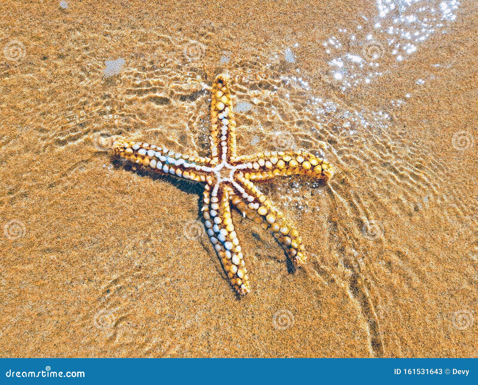 Seastar in the Water from the Ocean Stock Image - Image of animal ...