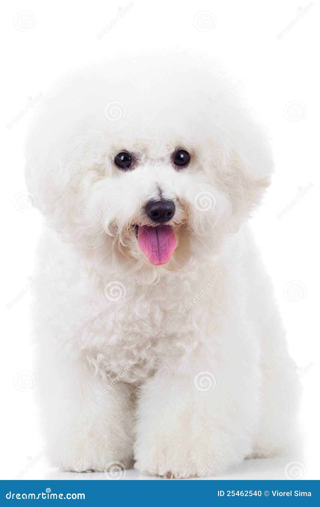 Bichon Frise Looking Out Of Car Royalty-Free Stock Image ...
