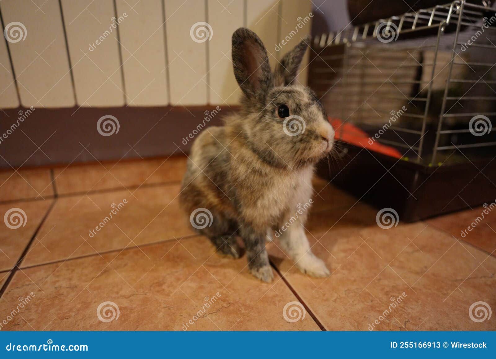 Seated Fluffy Brown Rabbit Indoors Stock Image - Image of fluffy, hare ...