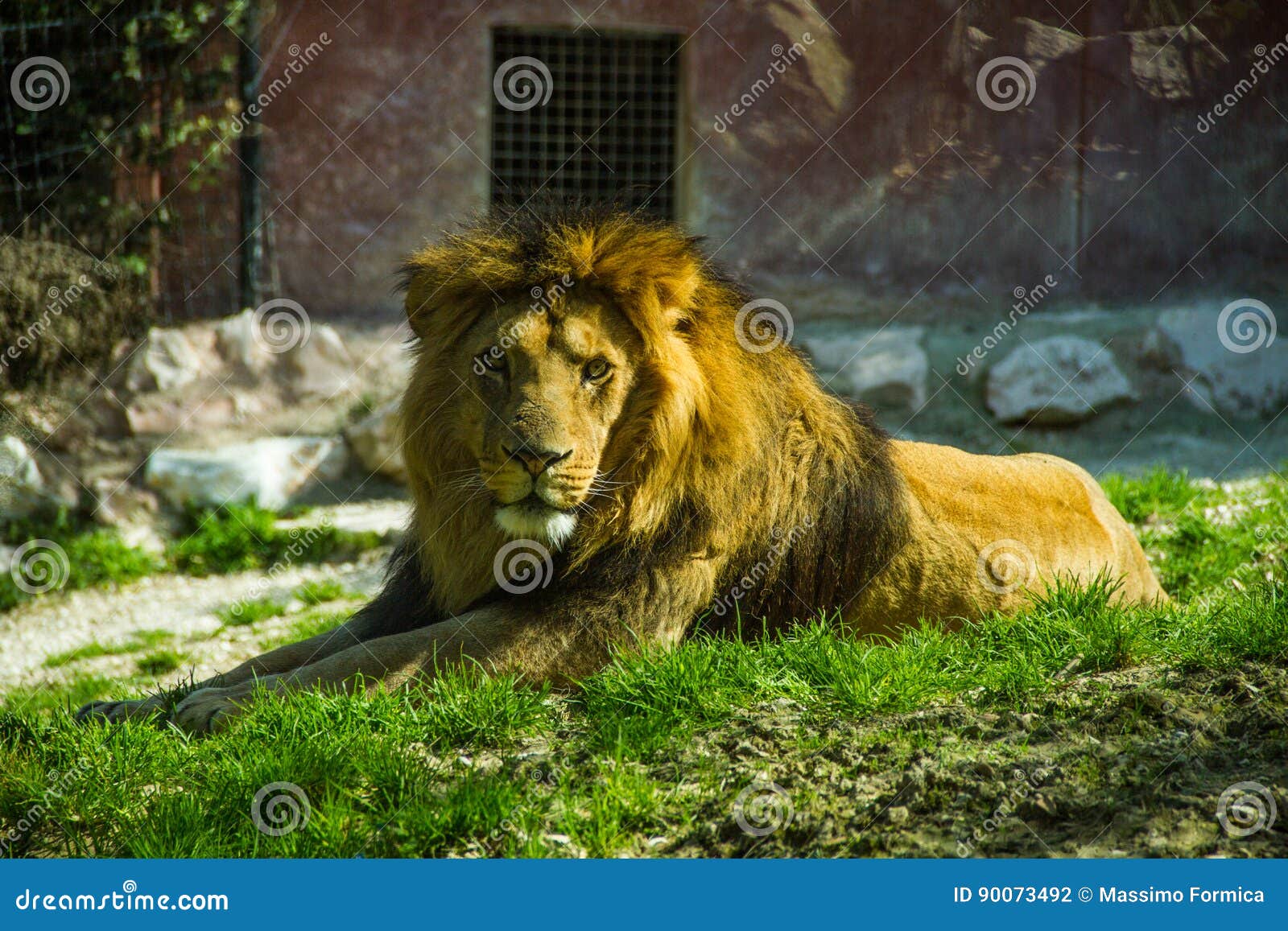 Seated lion portrait stock photo. Image of lying, beast - 90073492