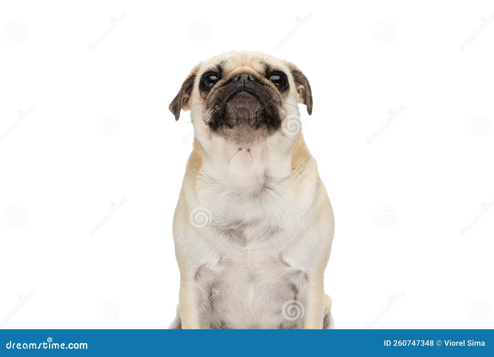 Seated Little Pug Dog Looking at the Camera Stock Photo - Image of ...
