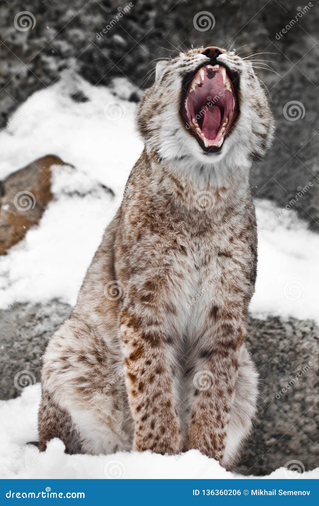 Lynx Opens Its Mouth Growling. Dangerous And Formidable,and Bares His ...