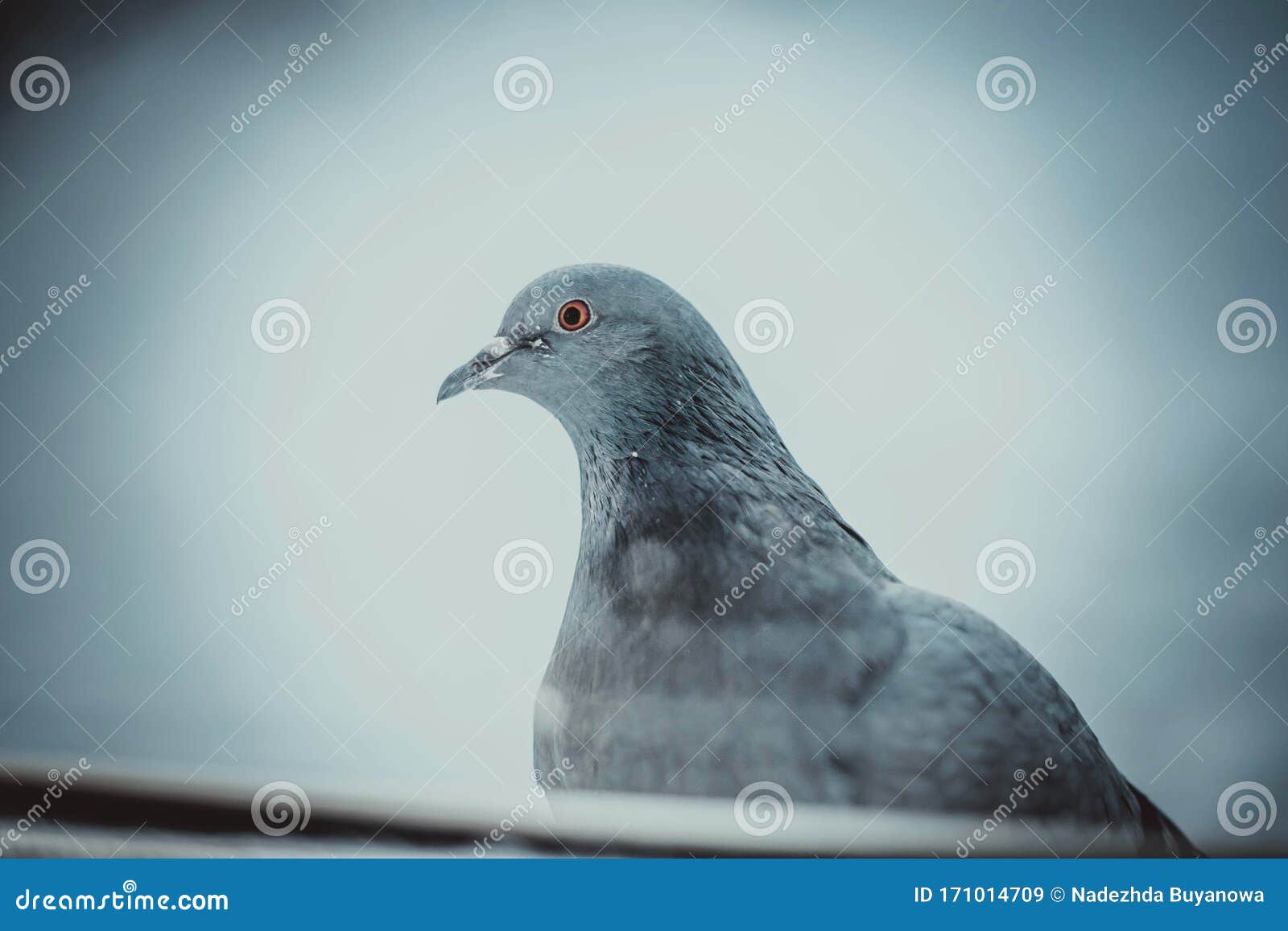 Seated Pigeon Close-up. Gray Pigeon View from the Side Stock Image ...