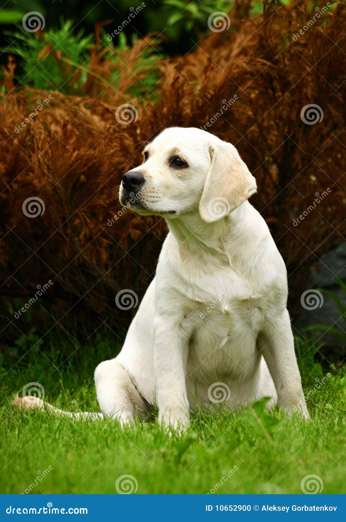 Seating Labrador stock photo. Image of animals, discovery - 10652900