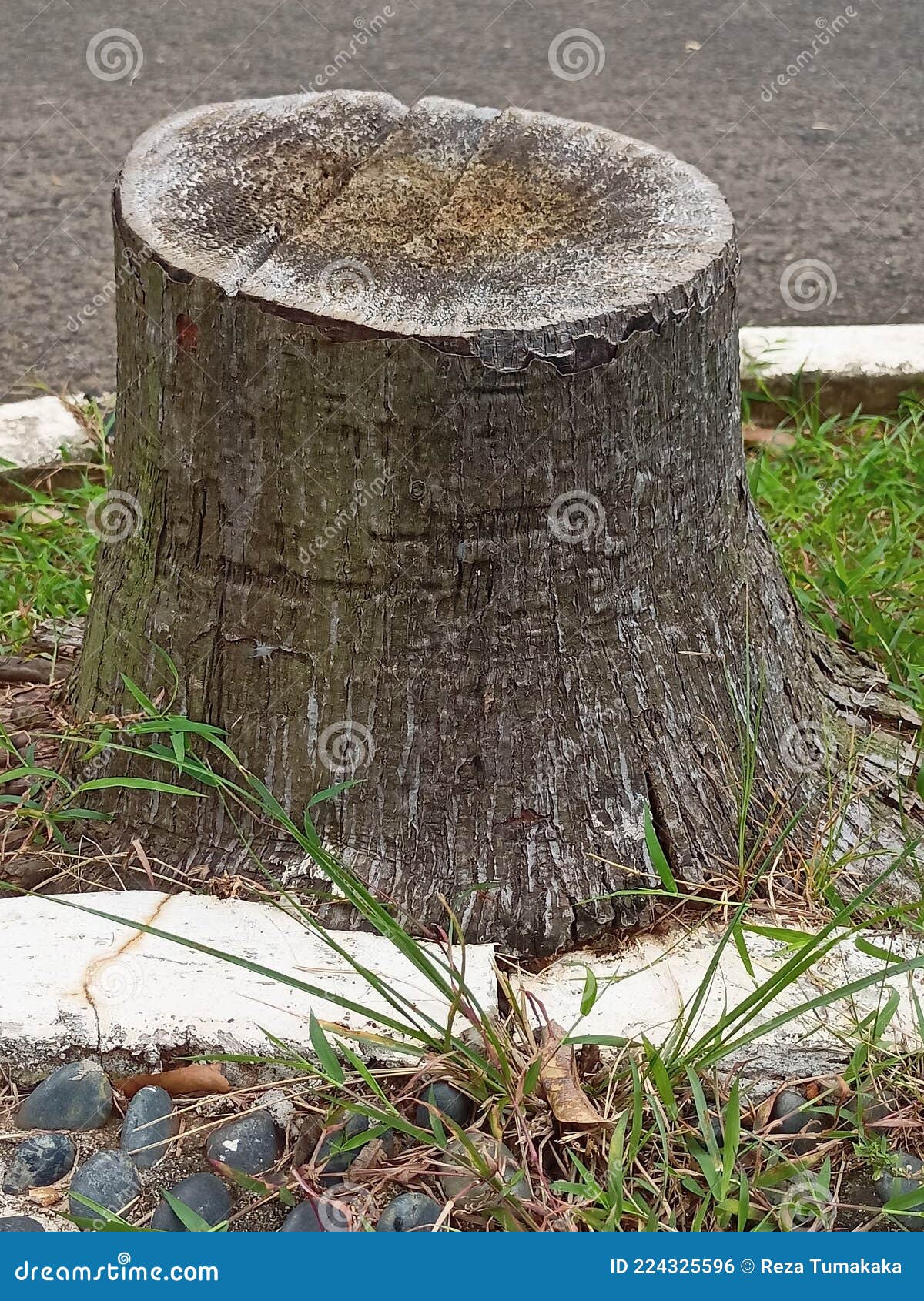 SEATING from TREE TRUNKS for GARDEN Stock Photo - Image of trunks, park ...