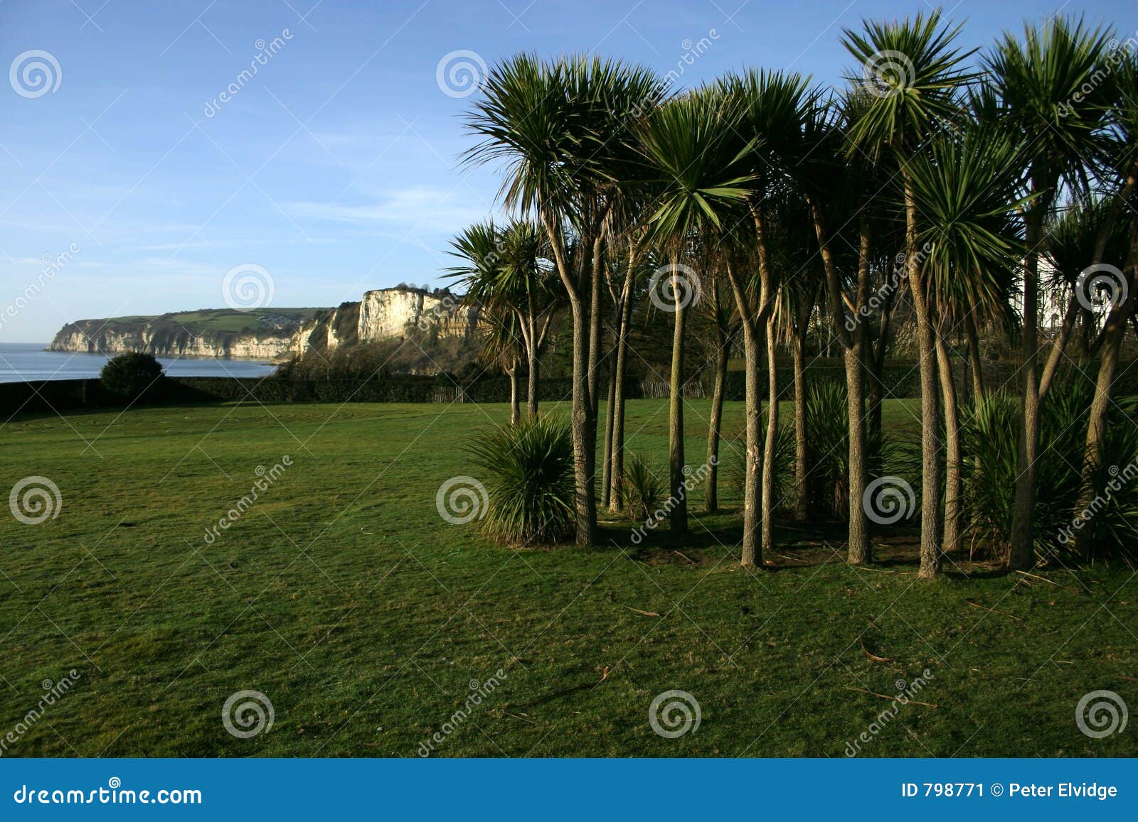 Seaton Palm Trees stock image. Image of palm, england, devon - 798771