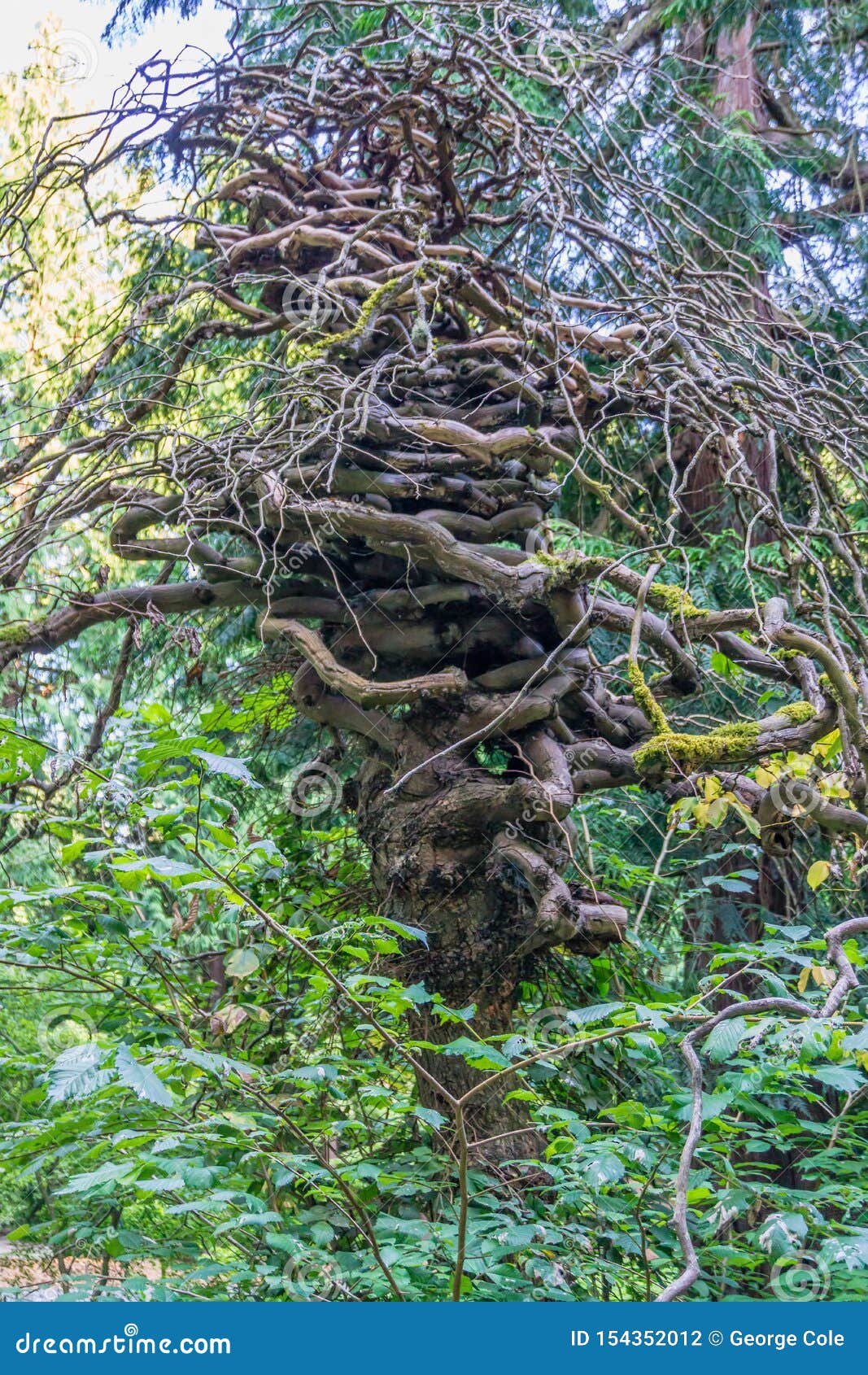 Seattle Arboretum Gnarly Tree 2 Stock Photo - Image of scenic, close ...