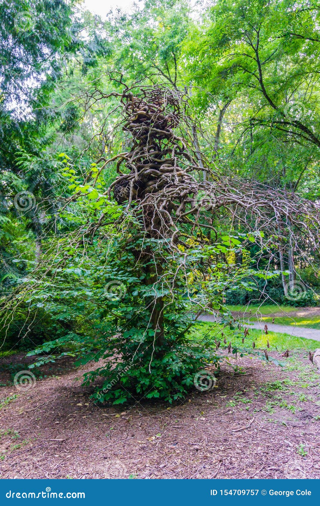 Seattle Arboretum Gnarly Tree Stock Image - Image of forest, tree ...
