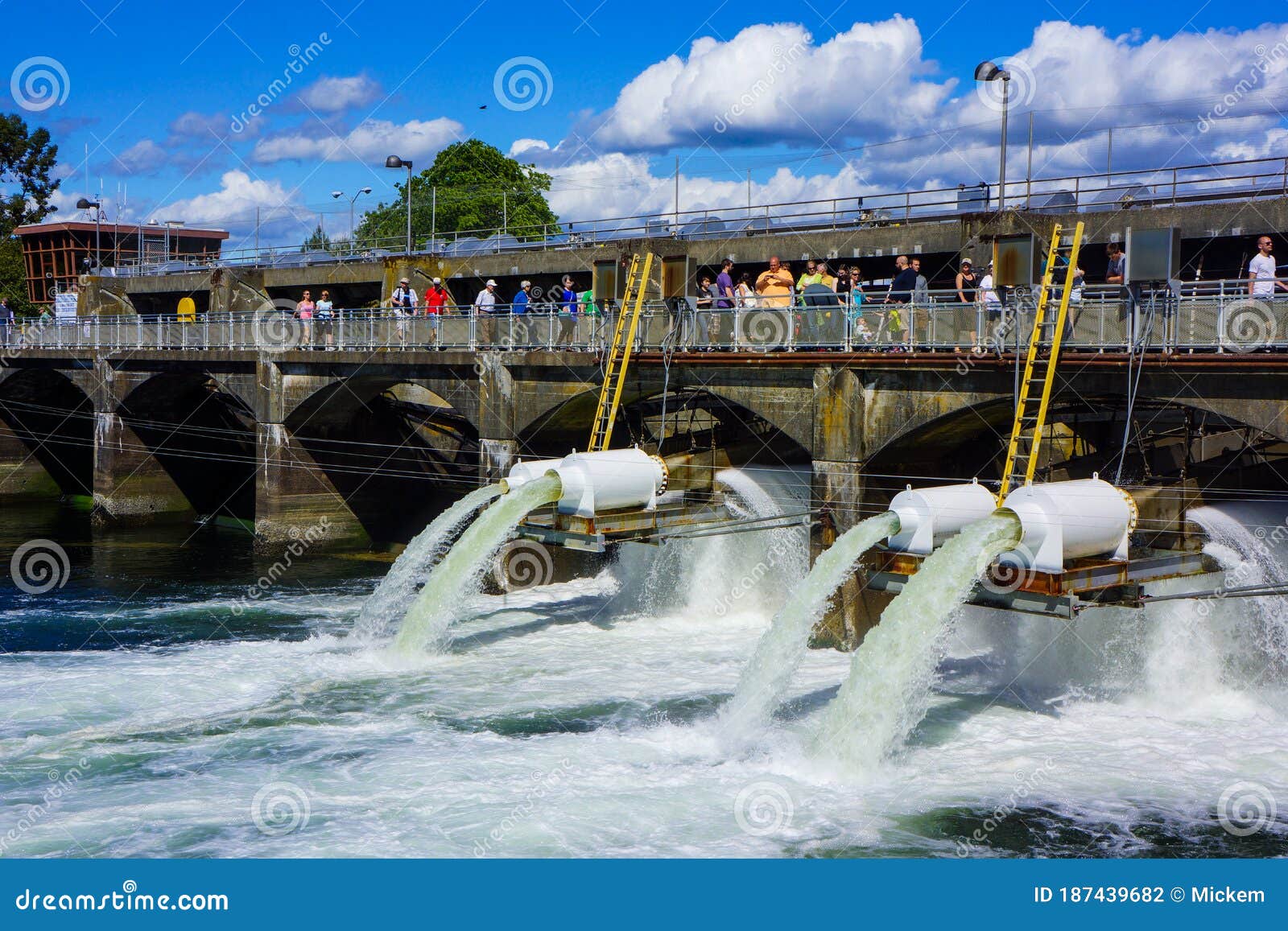 Ballard Locks Seattle Salmon Ladder Ballard Locks Seattle Salmon Ladder