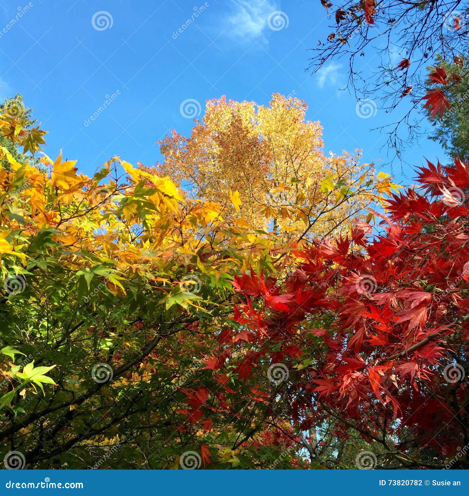 Seattle fall colors stock photo. Image of tree, garden - 73820782