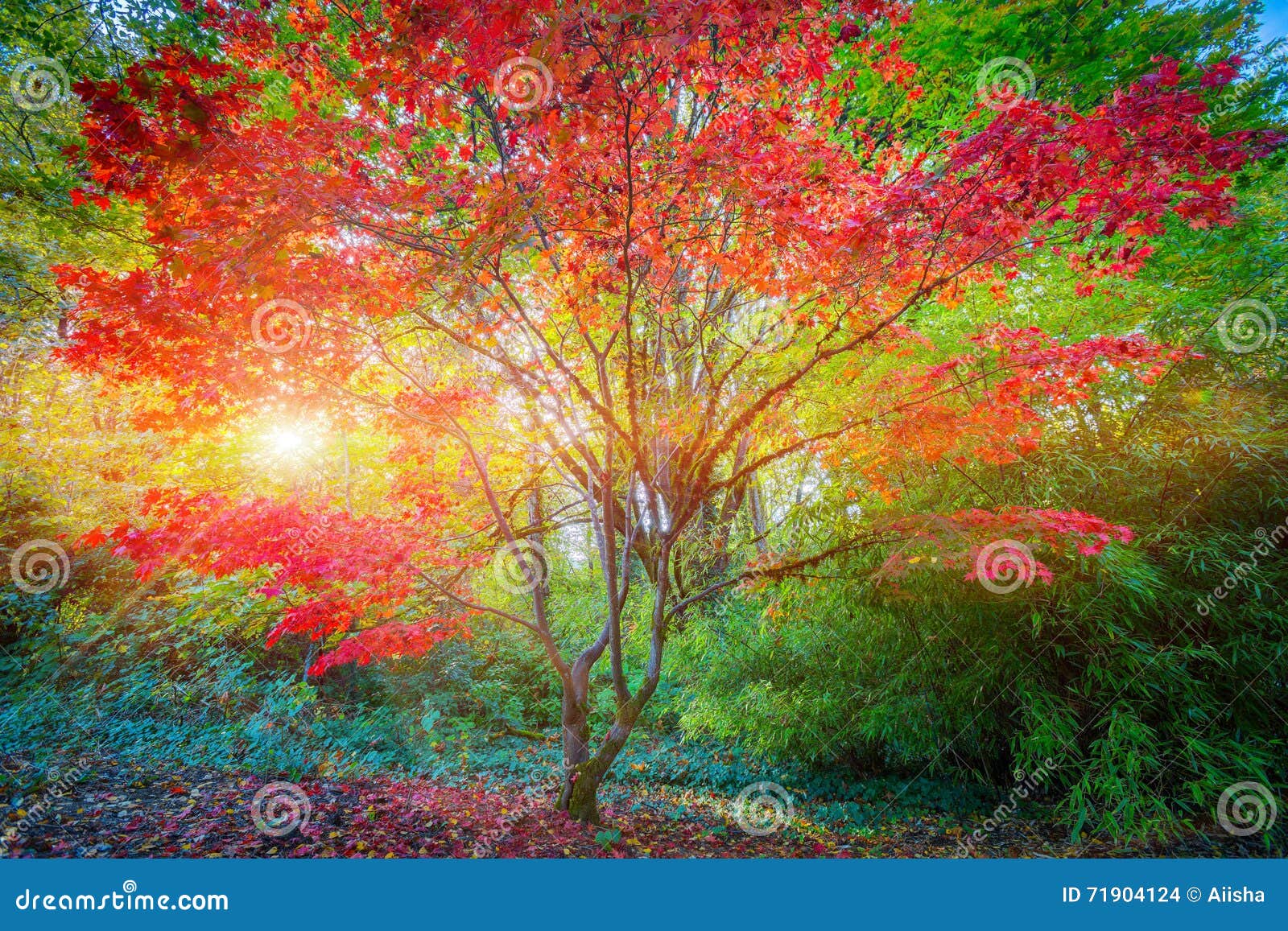 Seattle Japanese Garden, Maple Tree Stock Photo - Image of peaceful ...
