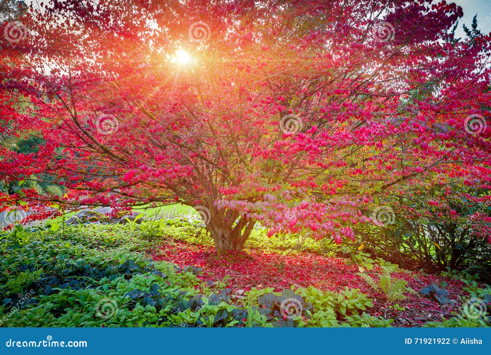Seattle Japanese Garden, Maple Tree Stock Photo - Image of nature ...