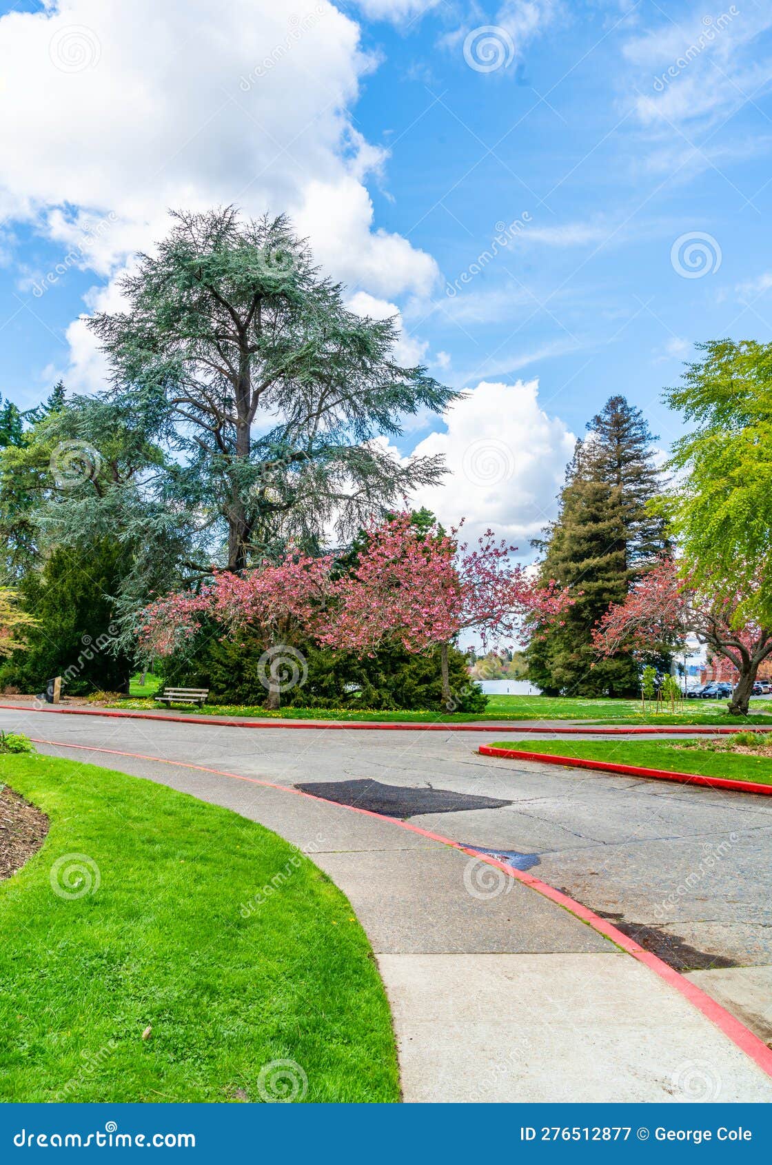 Seattle Park Cherry Trees stock image. Image of blossoms - 276512877