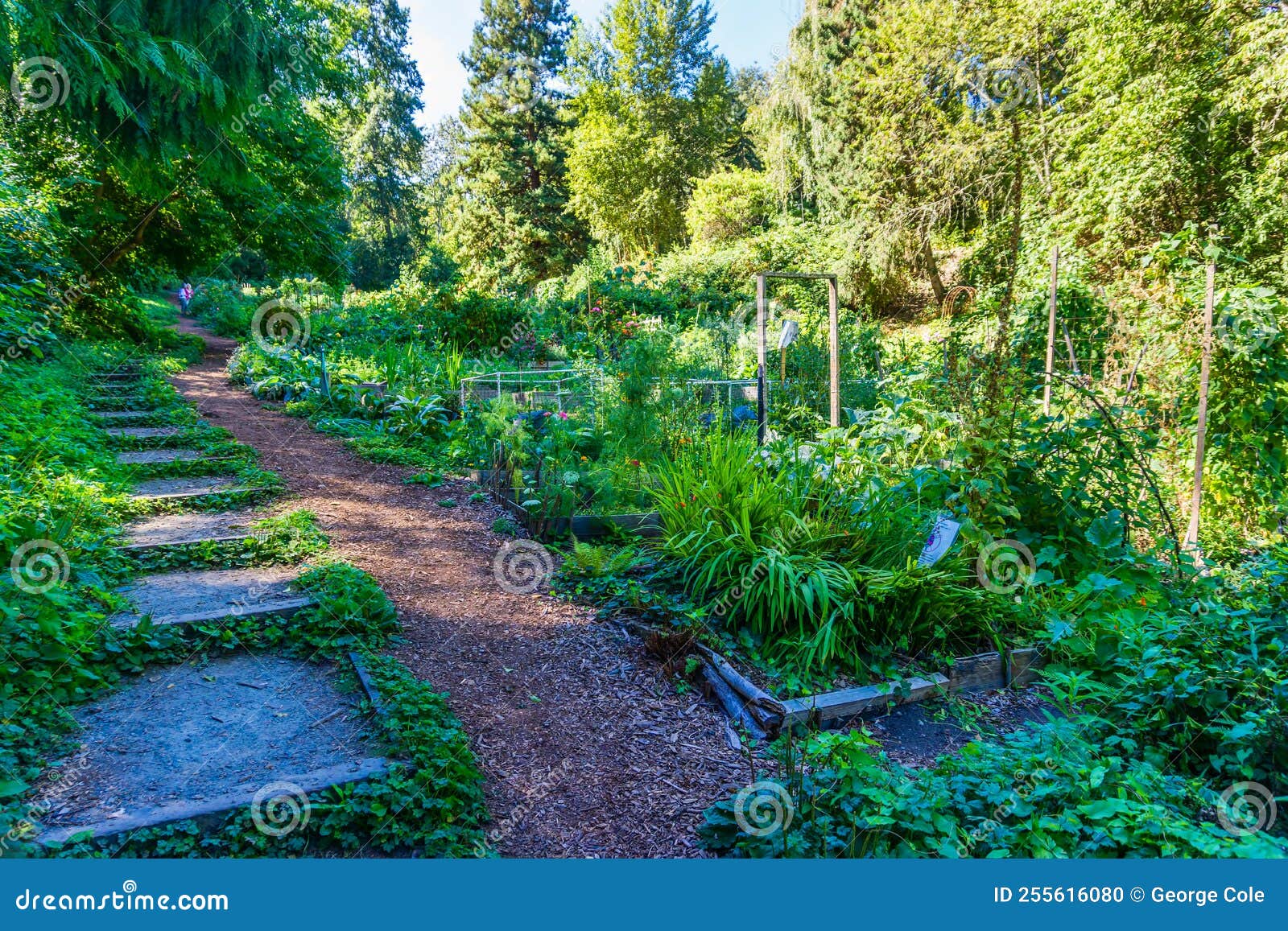 Seattle Pea Patch stock photo. Image of outdoors, growing - 255616080
