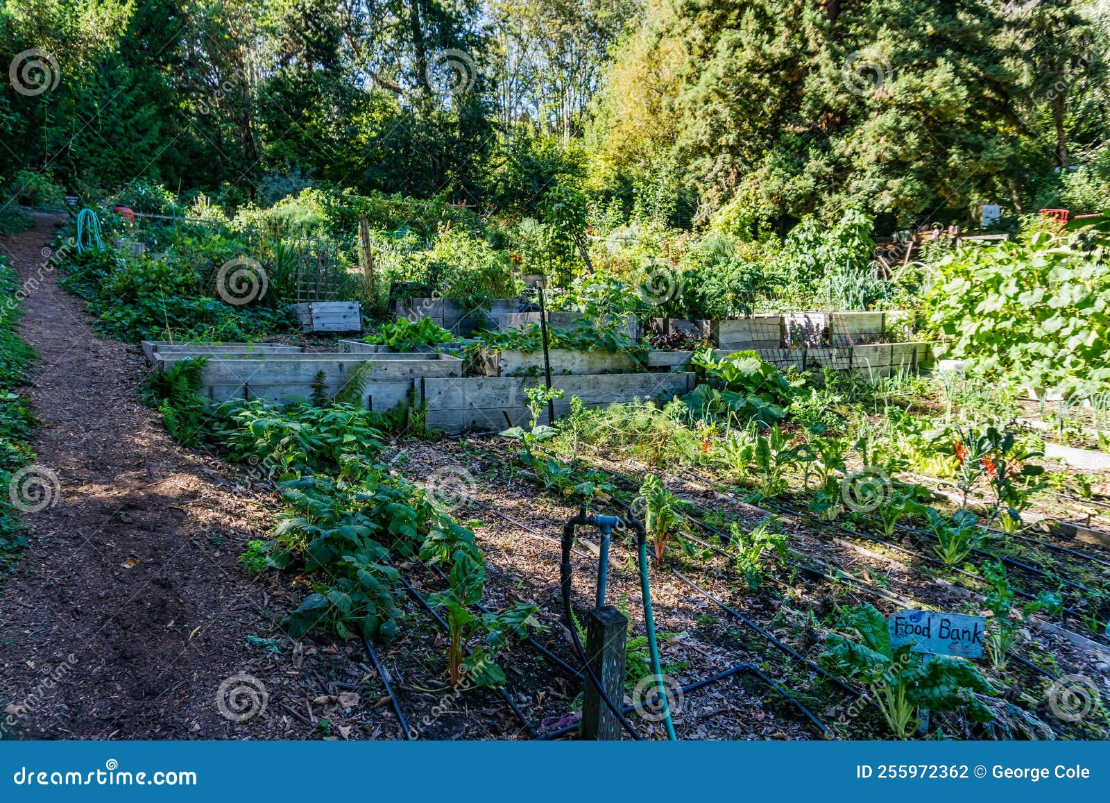 Seattle Pea Patch 6 stock photo. Image of state, patch - 255972362
