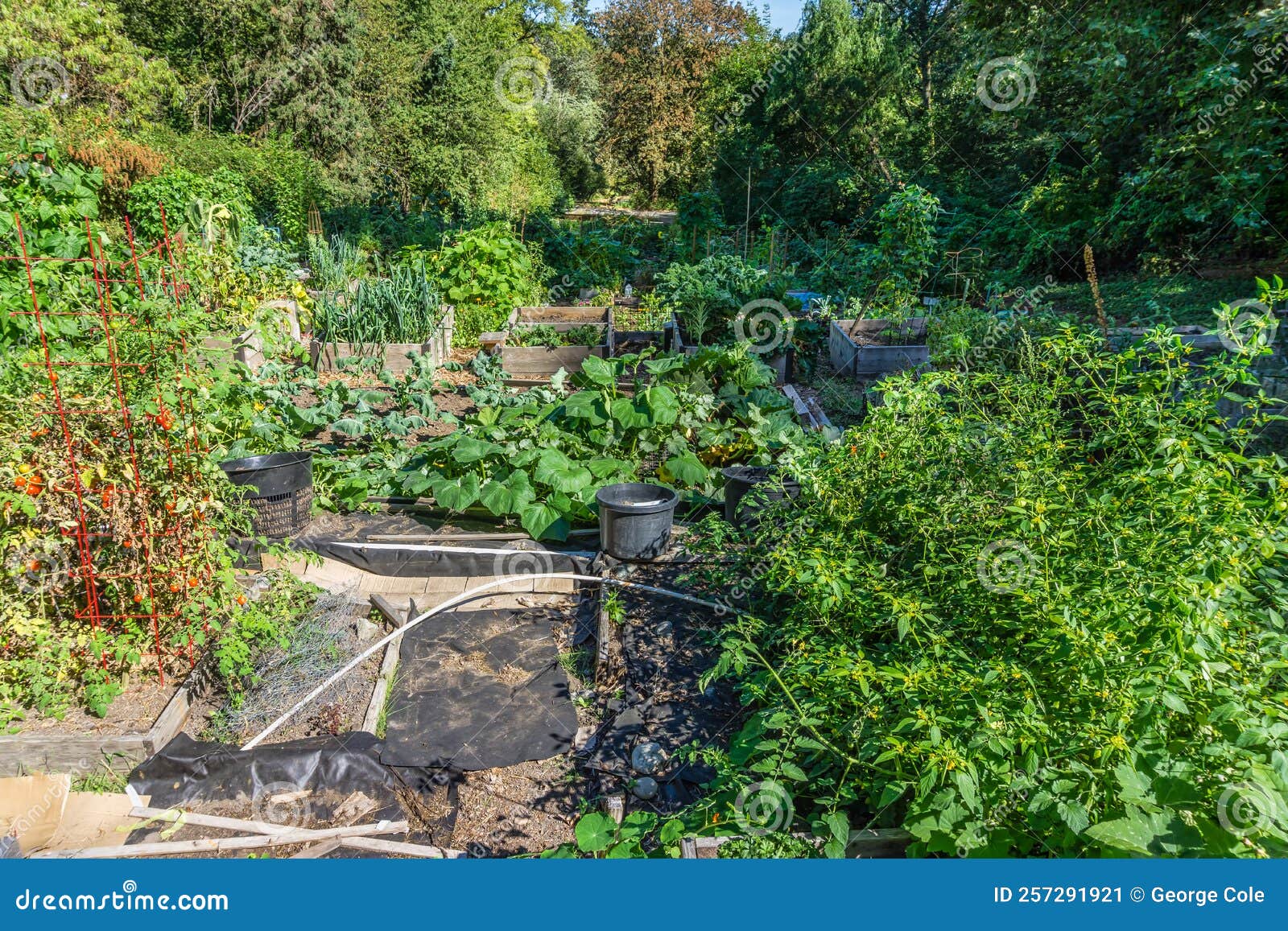 Seattle Pea Patch 8 stock image. Image of garden, outdoors - 257291921