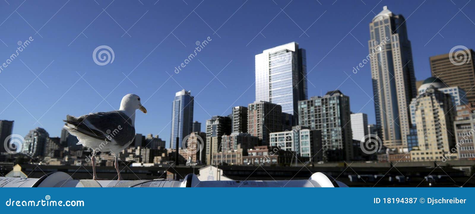 Seattle Seagull stock image. Image of skyline, mountains - 18194387