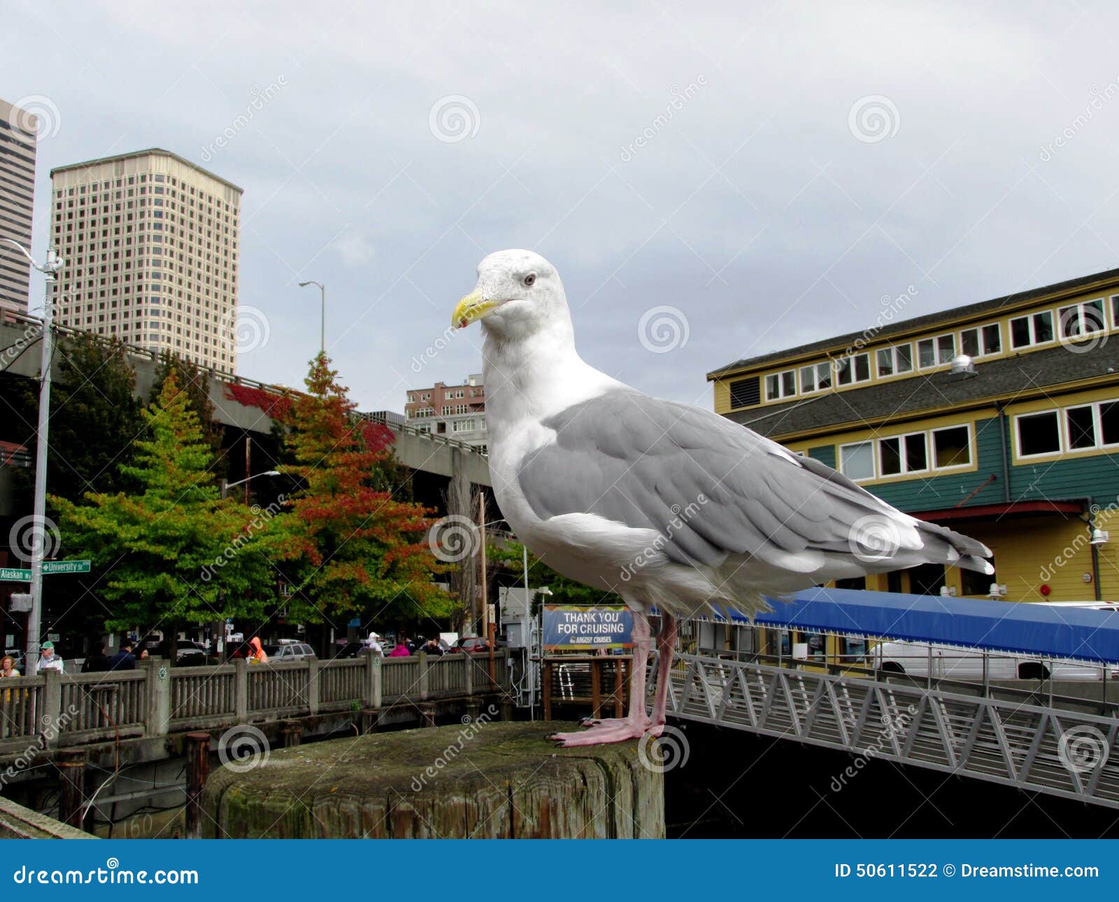 Seattle seagull editorial photography. Image of bridge - 50611522