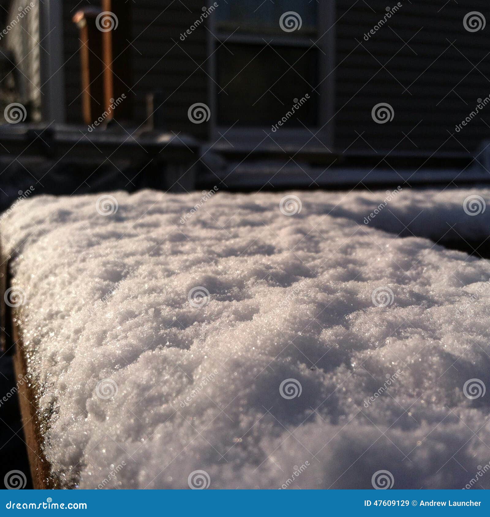 Seattle snow stock image. Image of christmas, kittens - 47609129