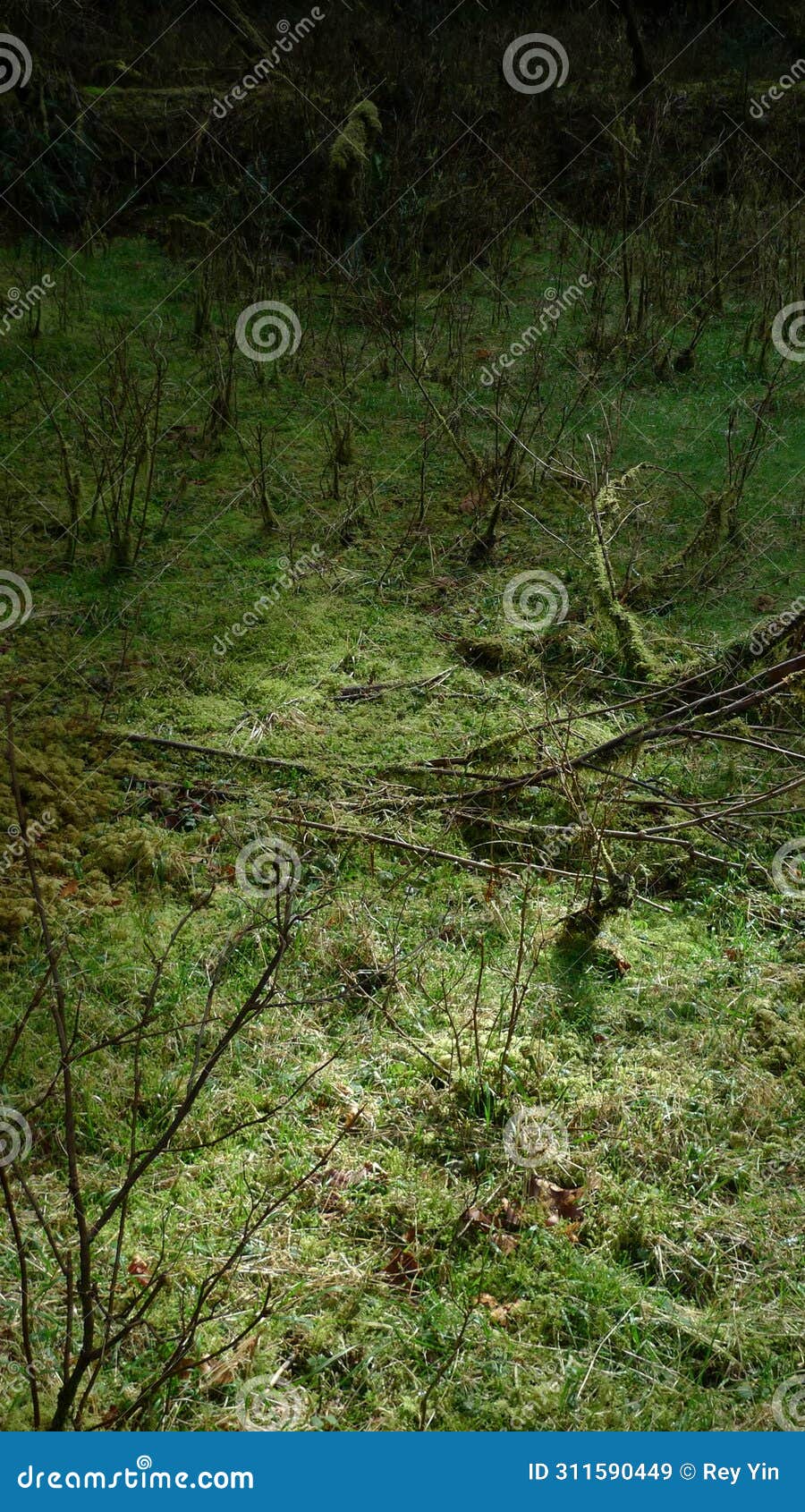 Seattle Temperate Rain Forest Stock Image - Image of wallpaper ...