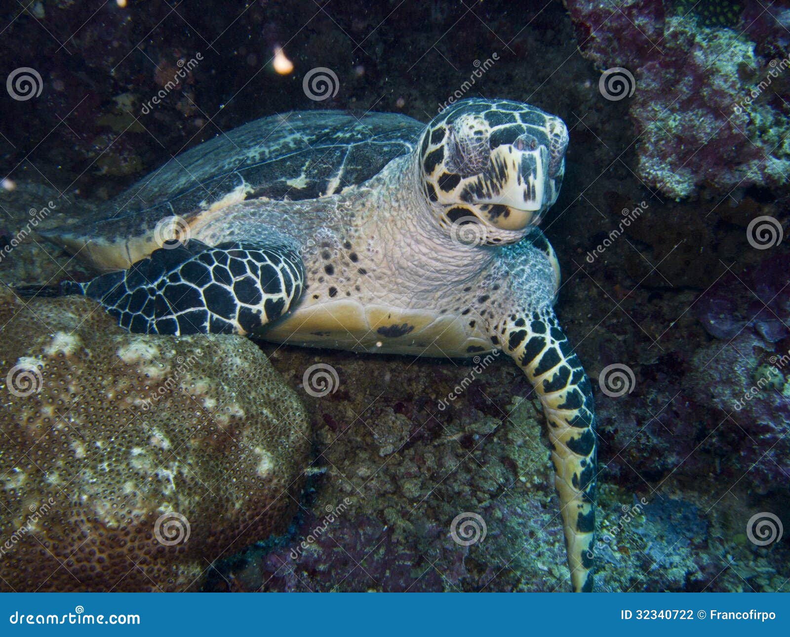 SeaTurtle3 stock photo. Image of eretmochelys, barrier - 32340722 SeaTurtle3 stock photo. Image of eretmochelys, barrier - 32340722
