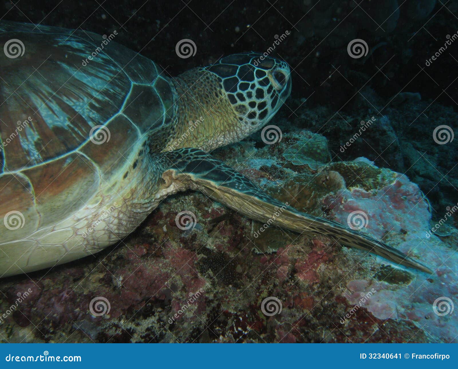 SeaTurtle3 stock image. Image of diver, color, eretmochelys - 32340641 SeaTurtle3 stock image. Image of diver, color, eretmochelys - 32340641