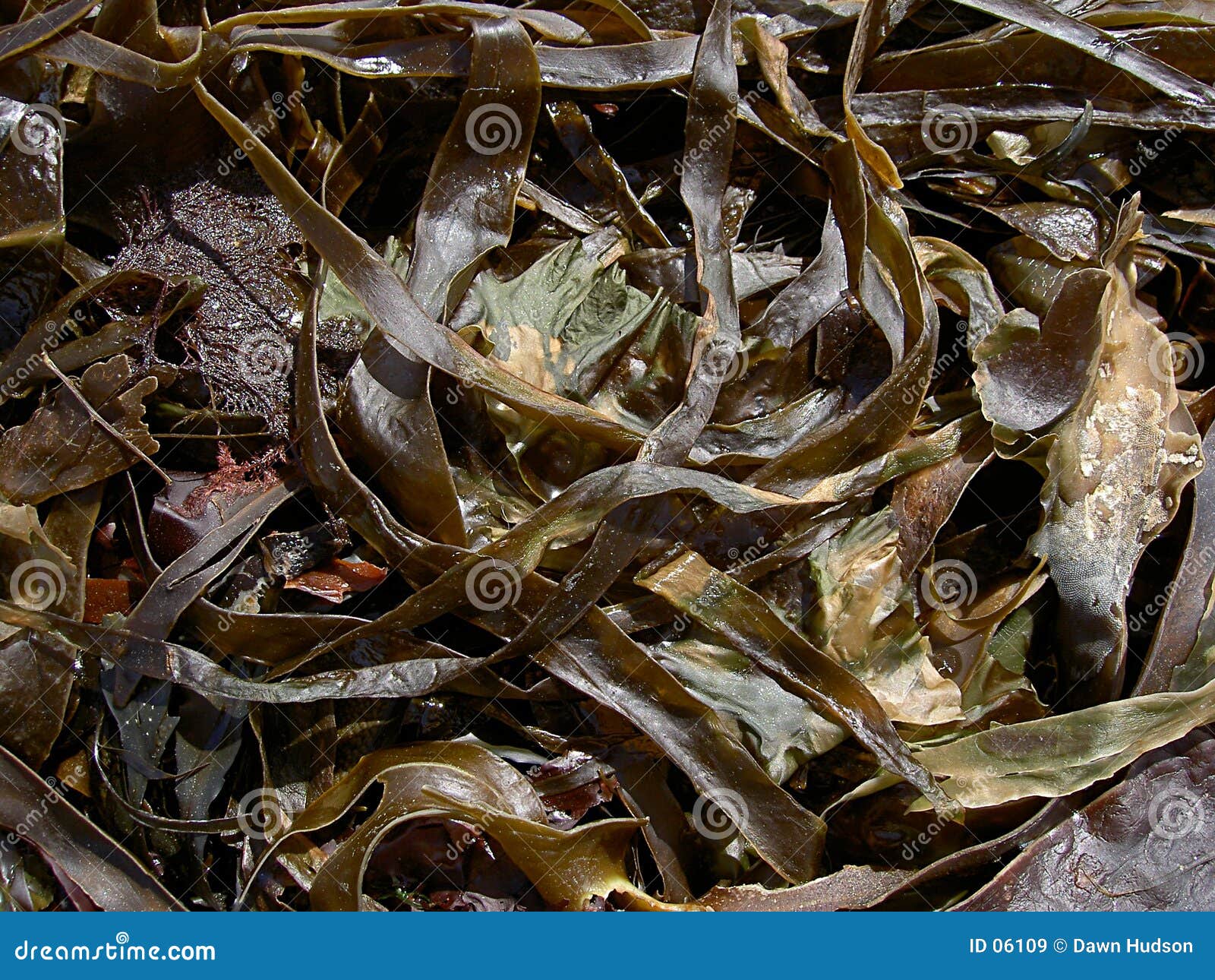 Seaweed stock image. Image of backgrounds, seaweed, abstract - 6109