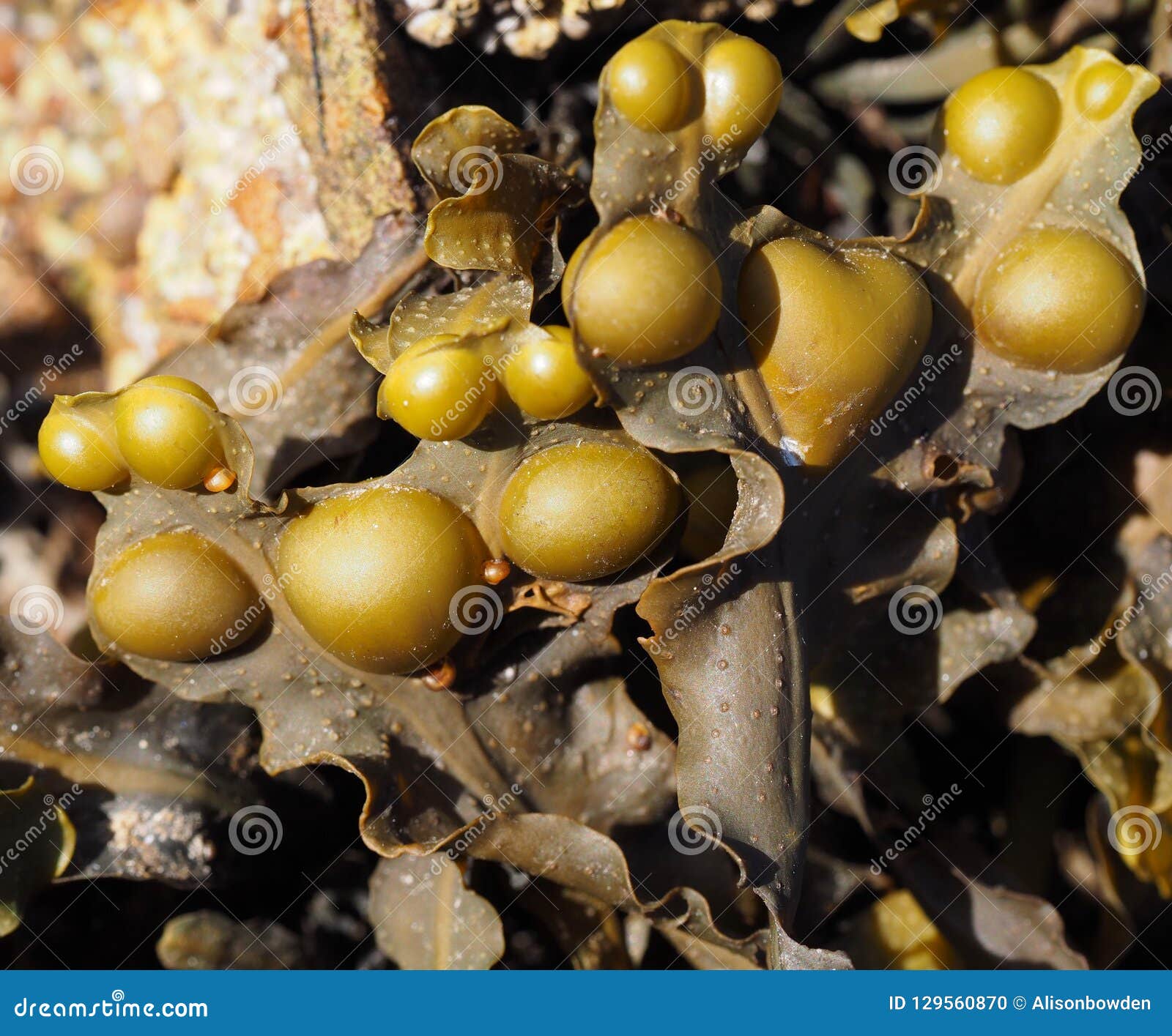 Seaweed Pods And Barnacles On A Rock Royalty-Free Stock Photo ...