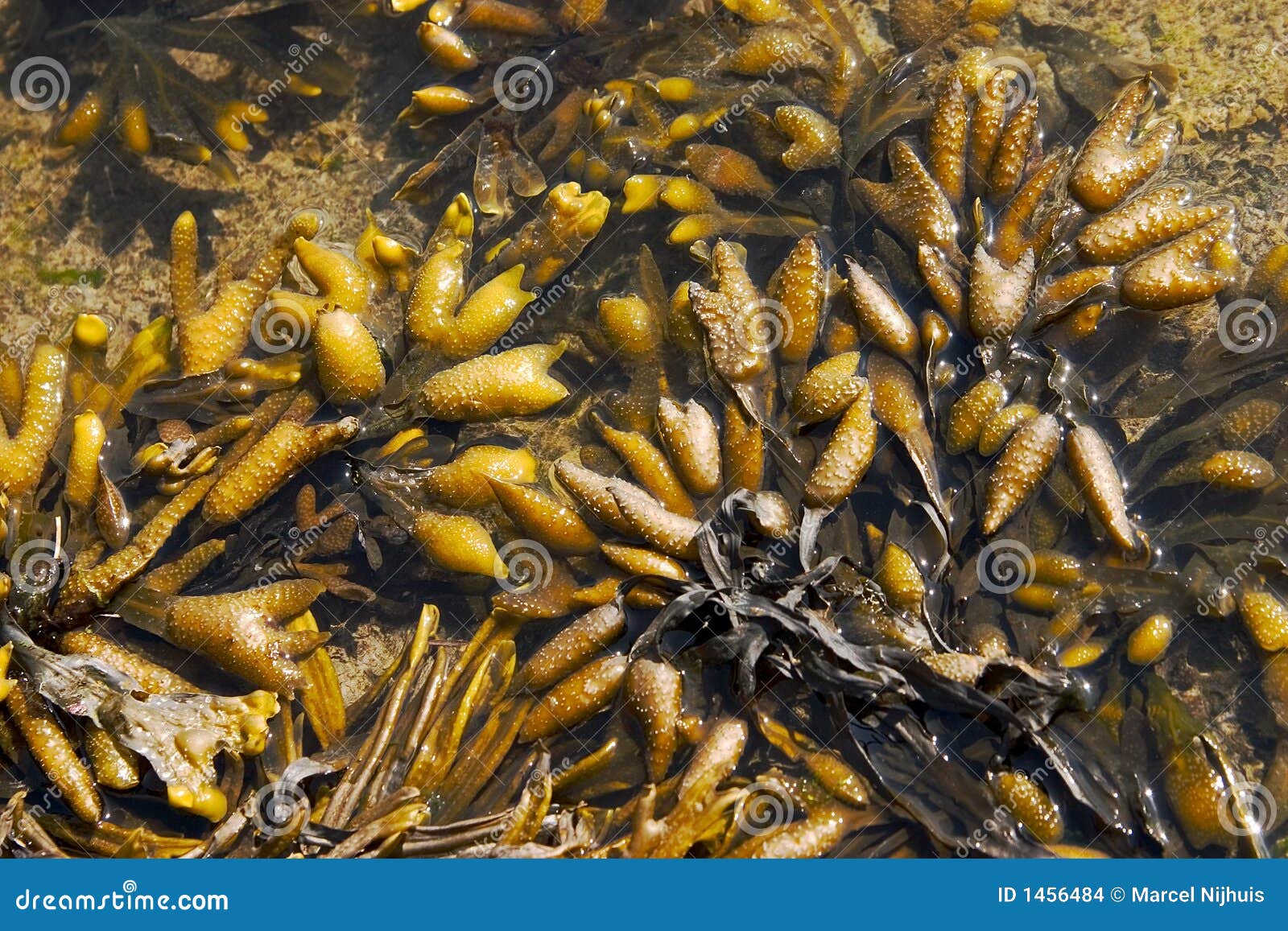 Seaweed stock photo. Image of hide, green, shapes, fish - 1456484