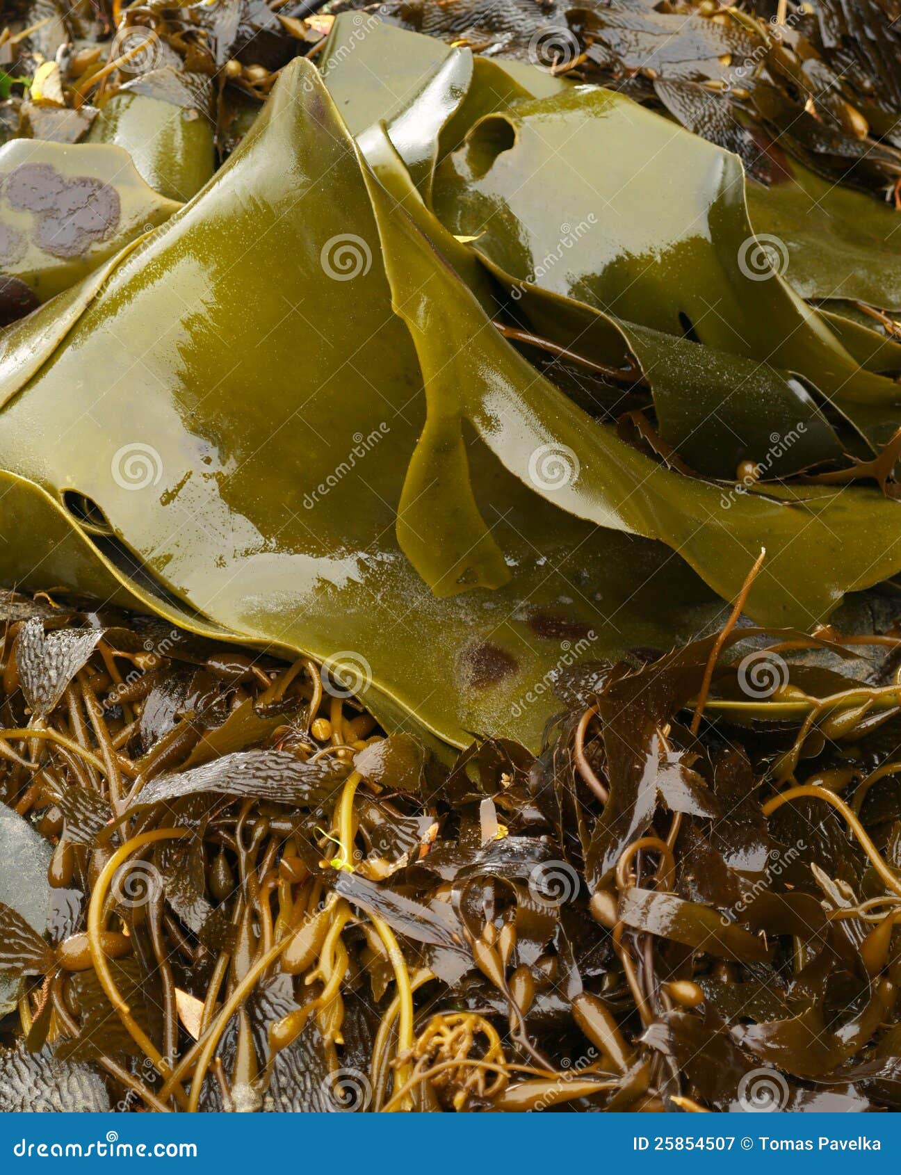 Seaweed stock image. Image of island, leaf, stewart, ocean - 25854507