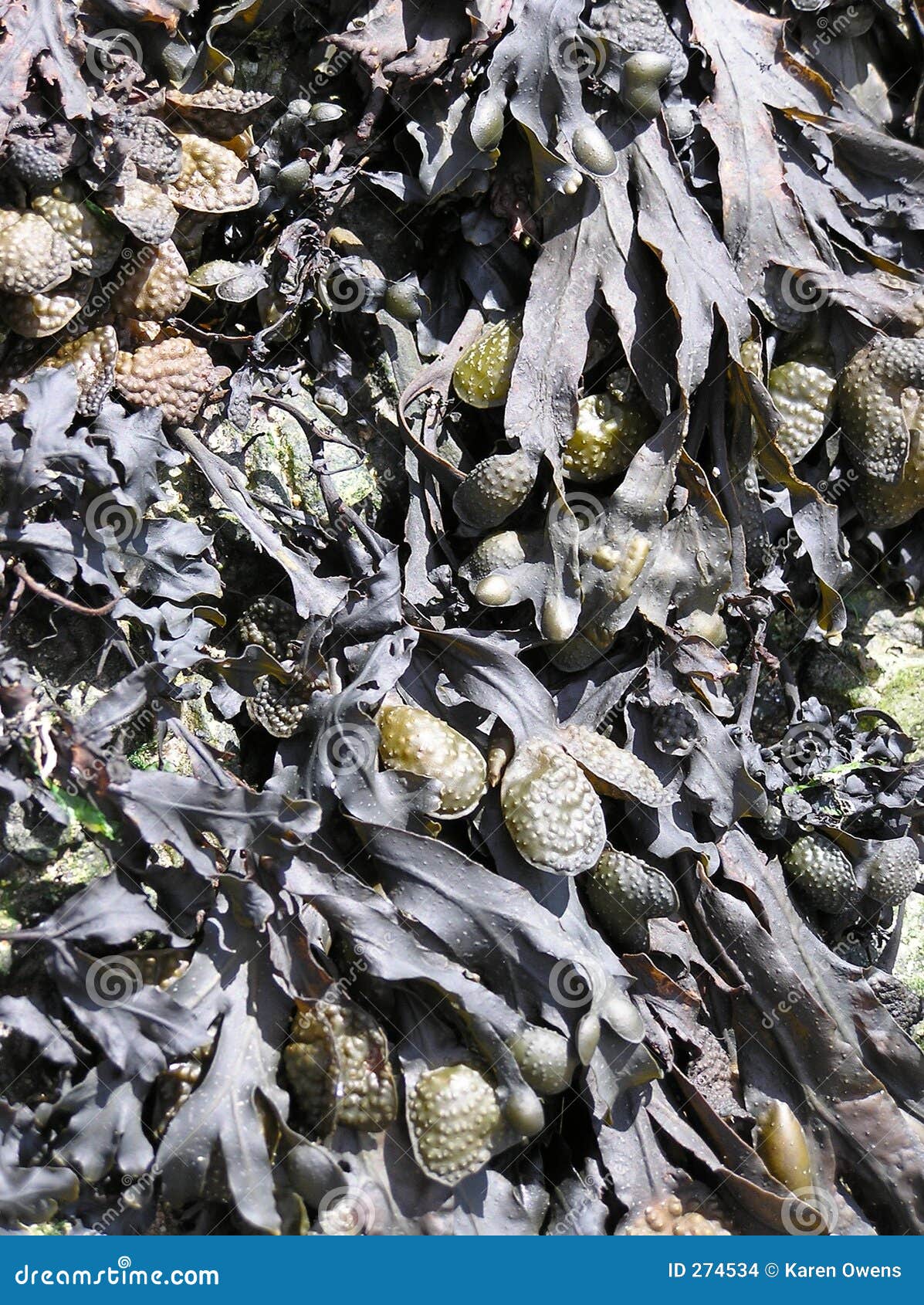 Seaweed stock photo. Image of beach, washed, pulse, nature - 274534