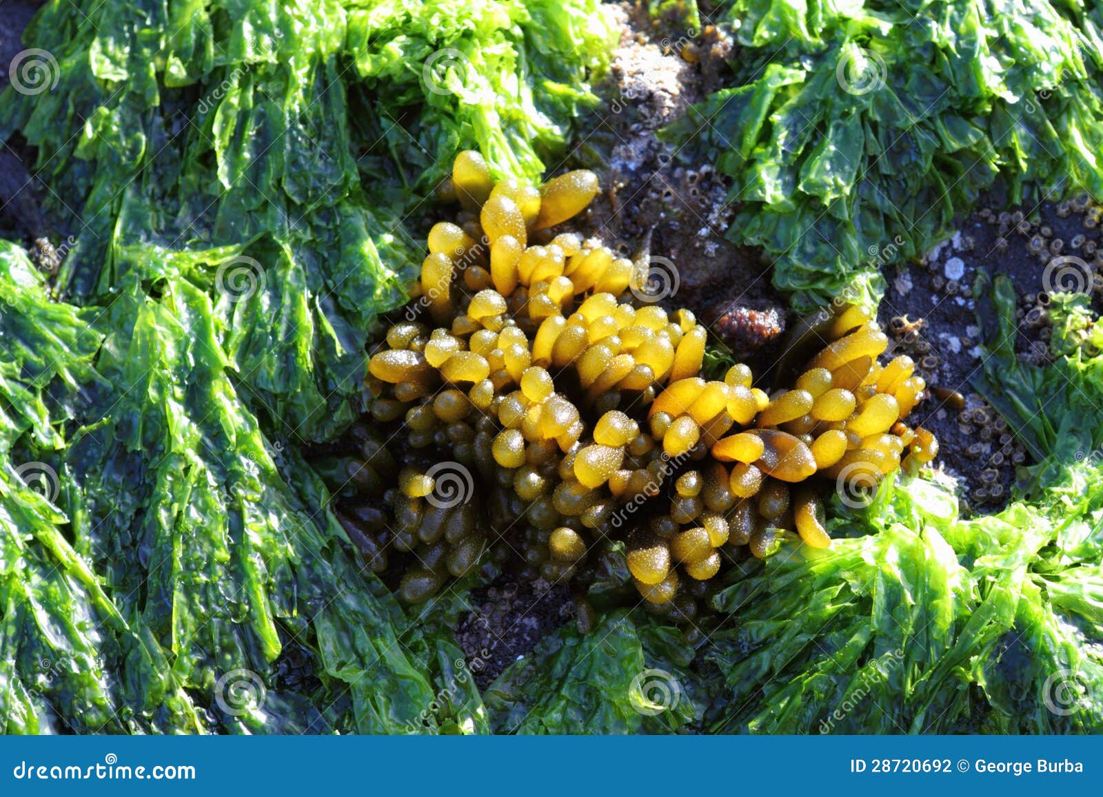 Seaweed stock photo. Image of zealand, marine, multicolored - 28720692