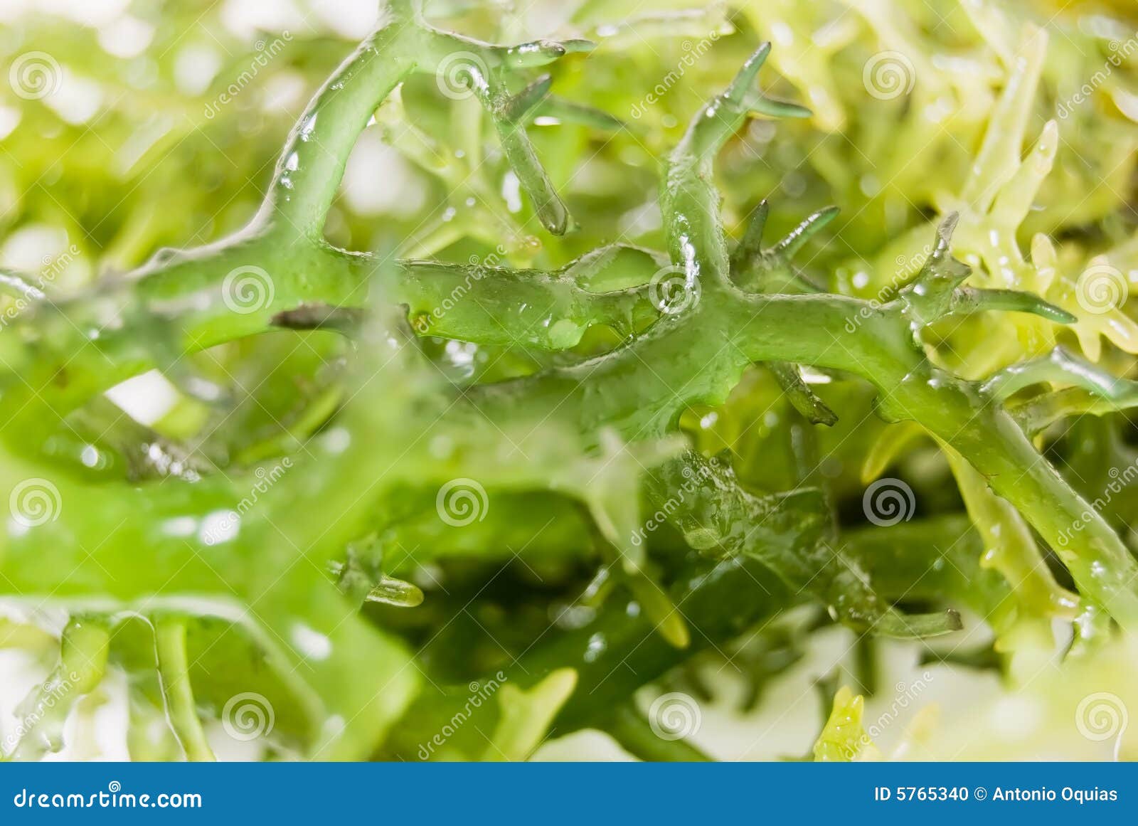 Seaweed stock photo. Image of growing, plant, diet, seaweed - 5765340