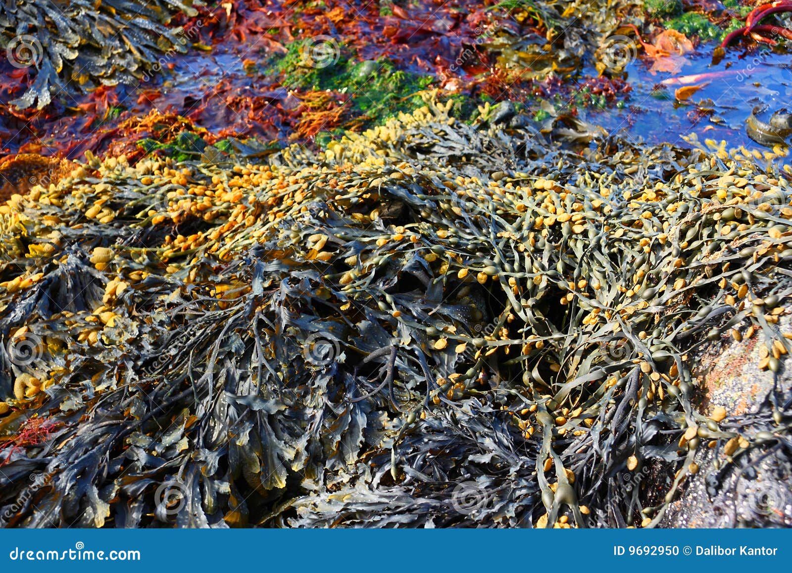 Seaweed stock photo. Image of alga, blue, mysterious, fish - 9692950