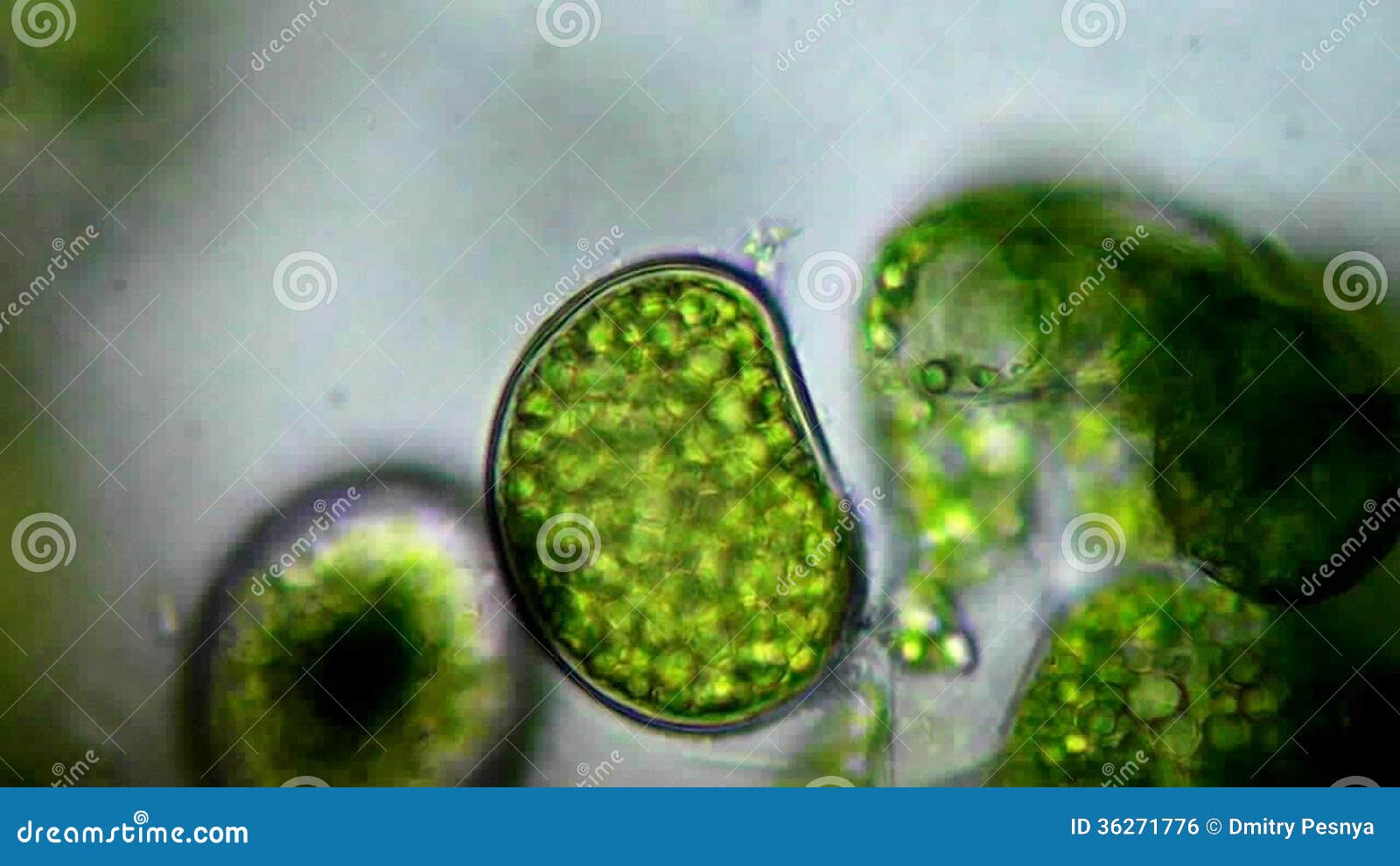 Laminaria Microscope