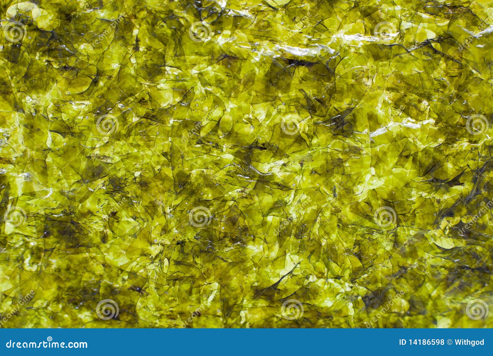 Seaweed background stock illustration. Illustration of translucent ...