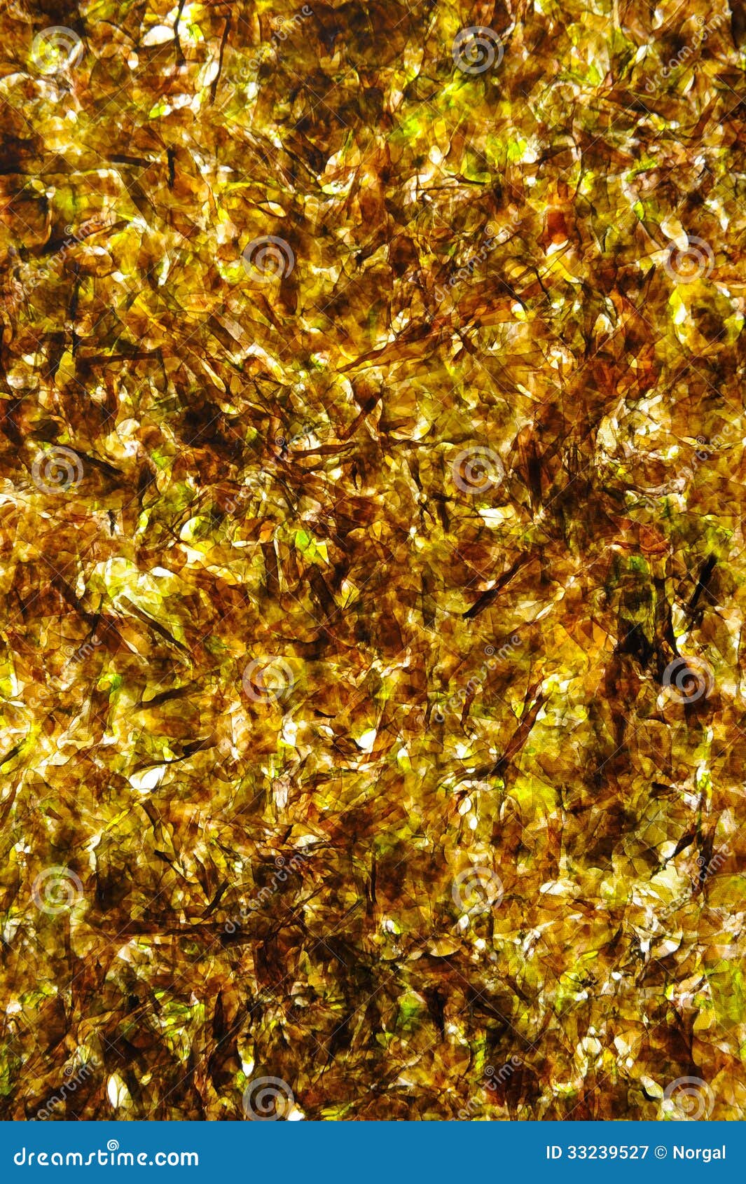 Seaweed Background Texture Royalty-Free Stock Photography ...