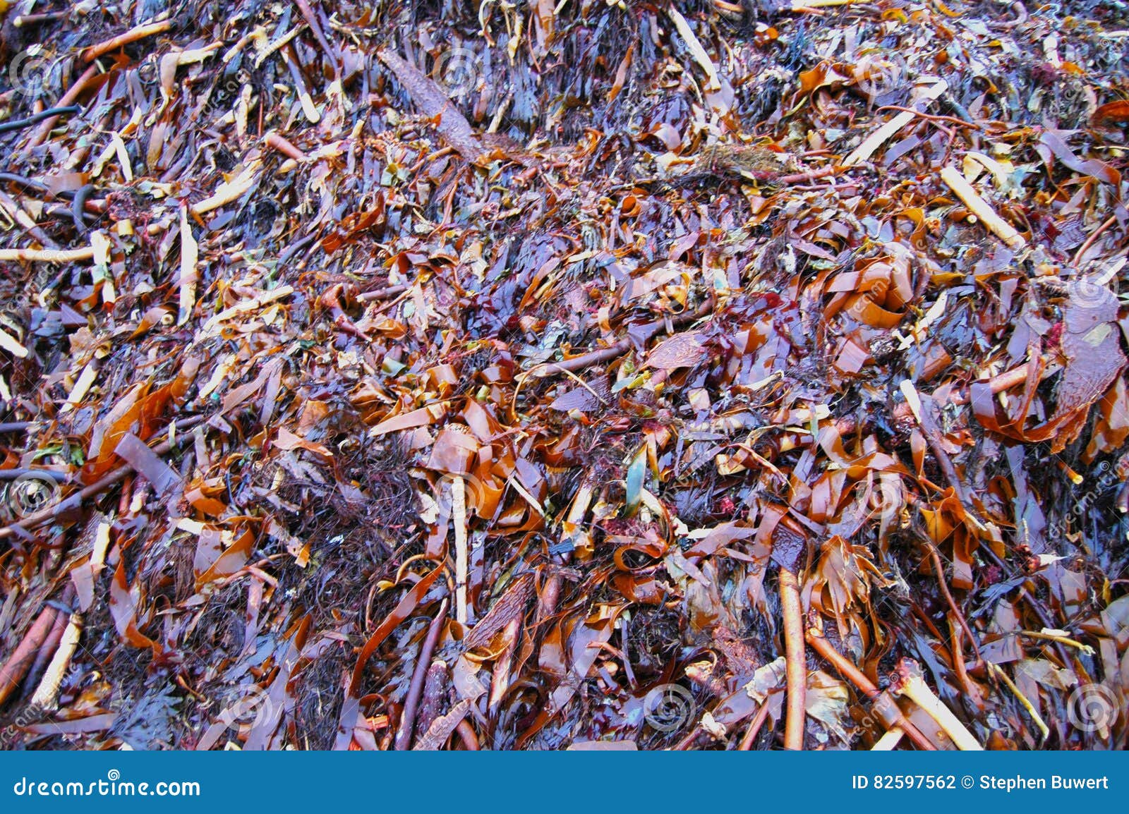 Seaweed Background Texture Royalty-Free Stock Photography ...