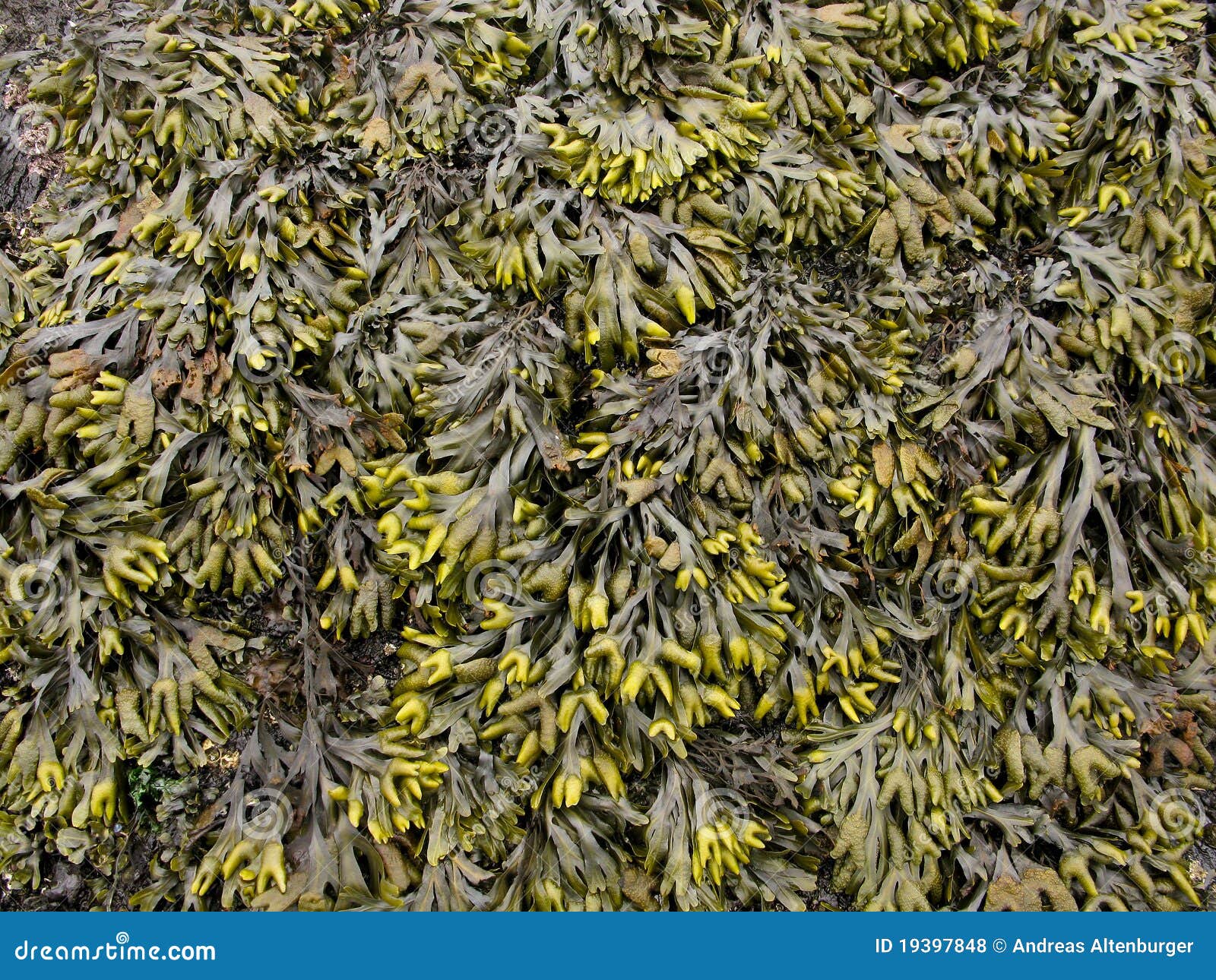 Seaweed Background Pattern Royalty Free Stock Photos - Image: 19397848