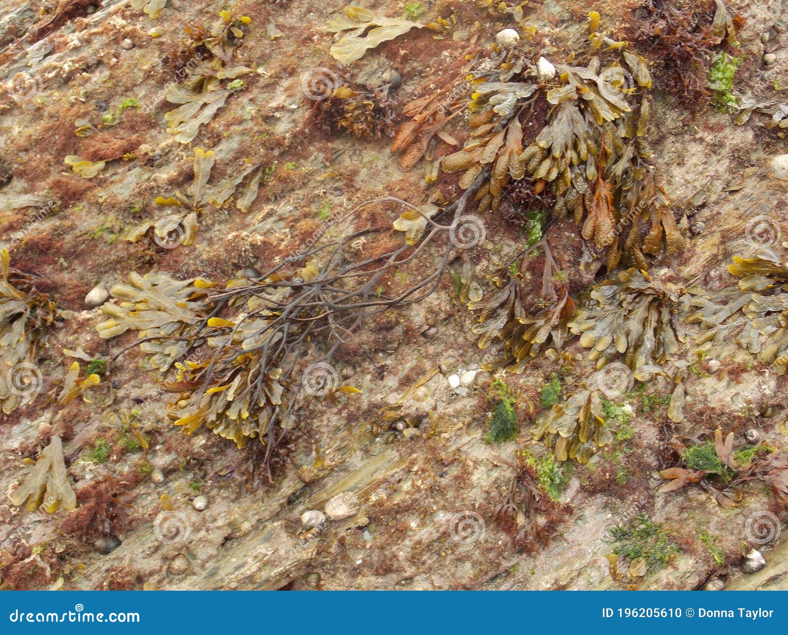 Seaweed Background with Shells and Rocks Stock Photo - Image of ...