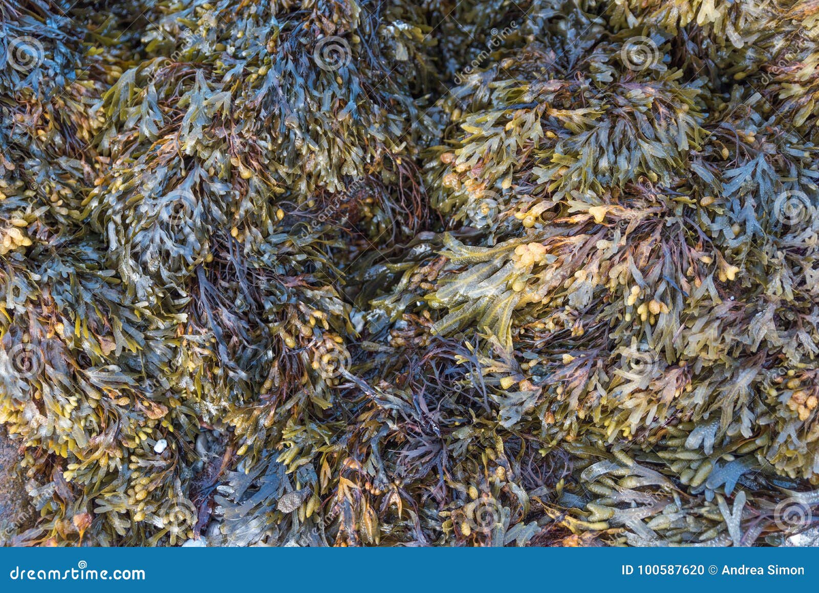 Seaweed background texture stock photo. Image of aquatic - 100587620