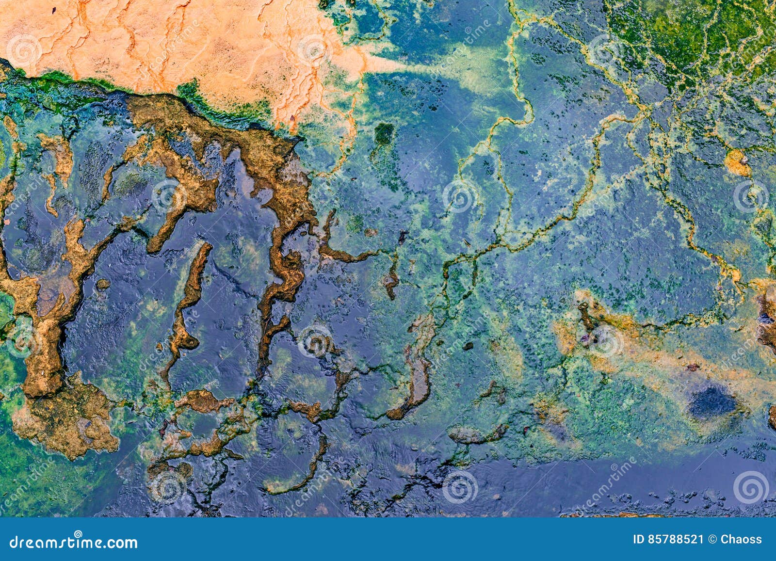 Seaweed and bacteria stock image. Image of texture, life - 85788521